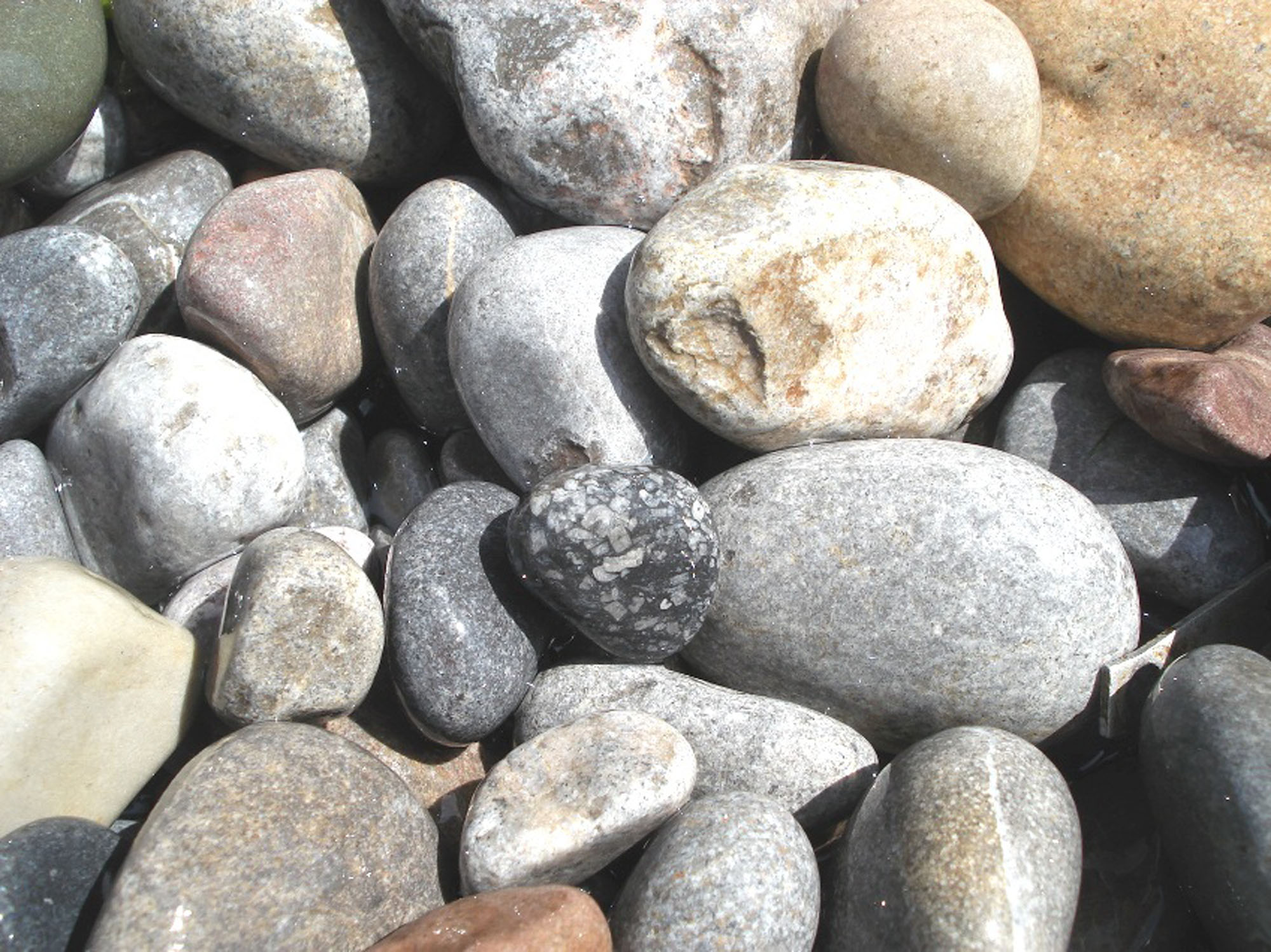 Crinoidal limestone pebble – UK Fossil Collecting