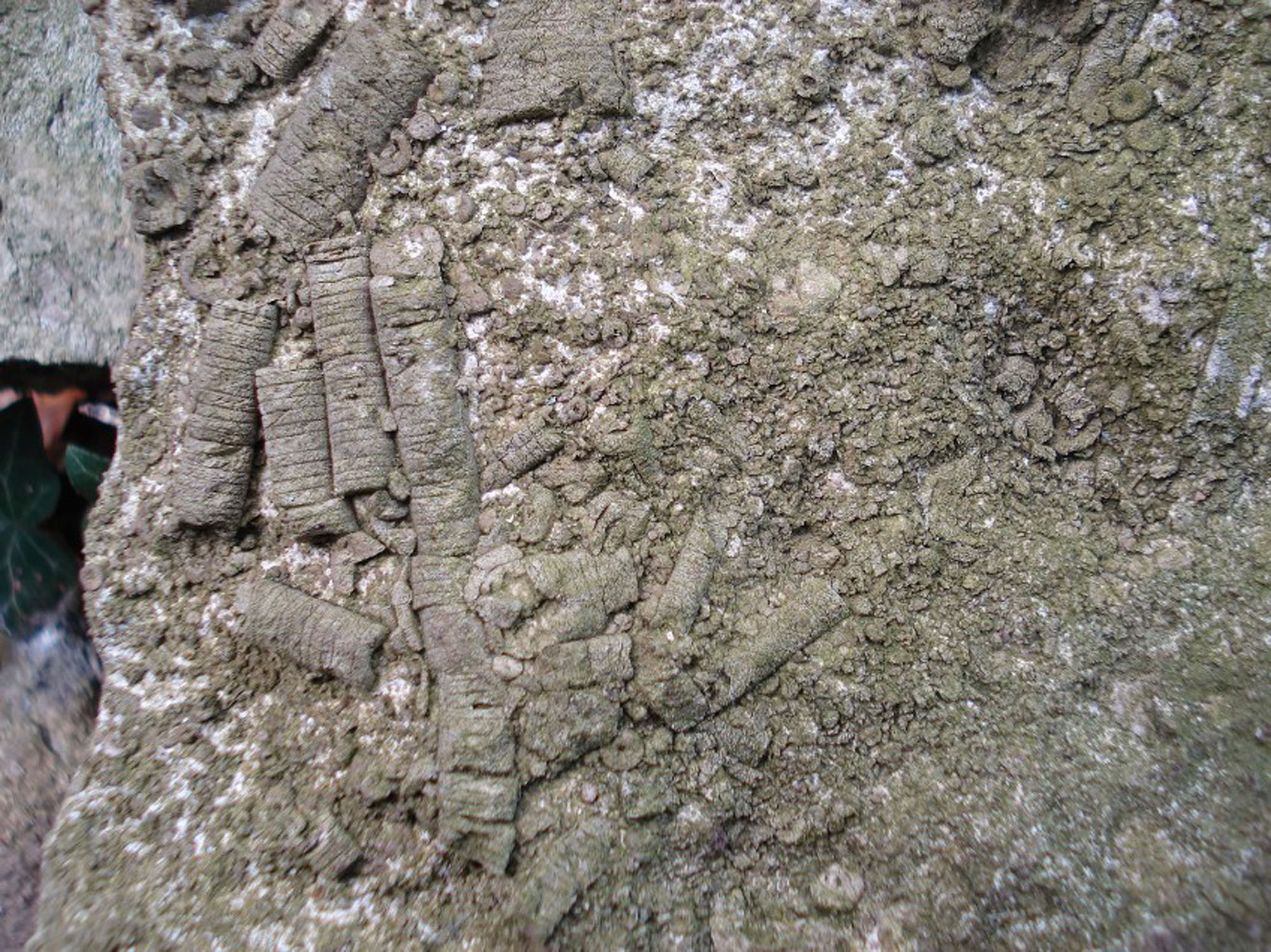 Crinoidal limestone – UK Fossil Collecting