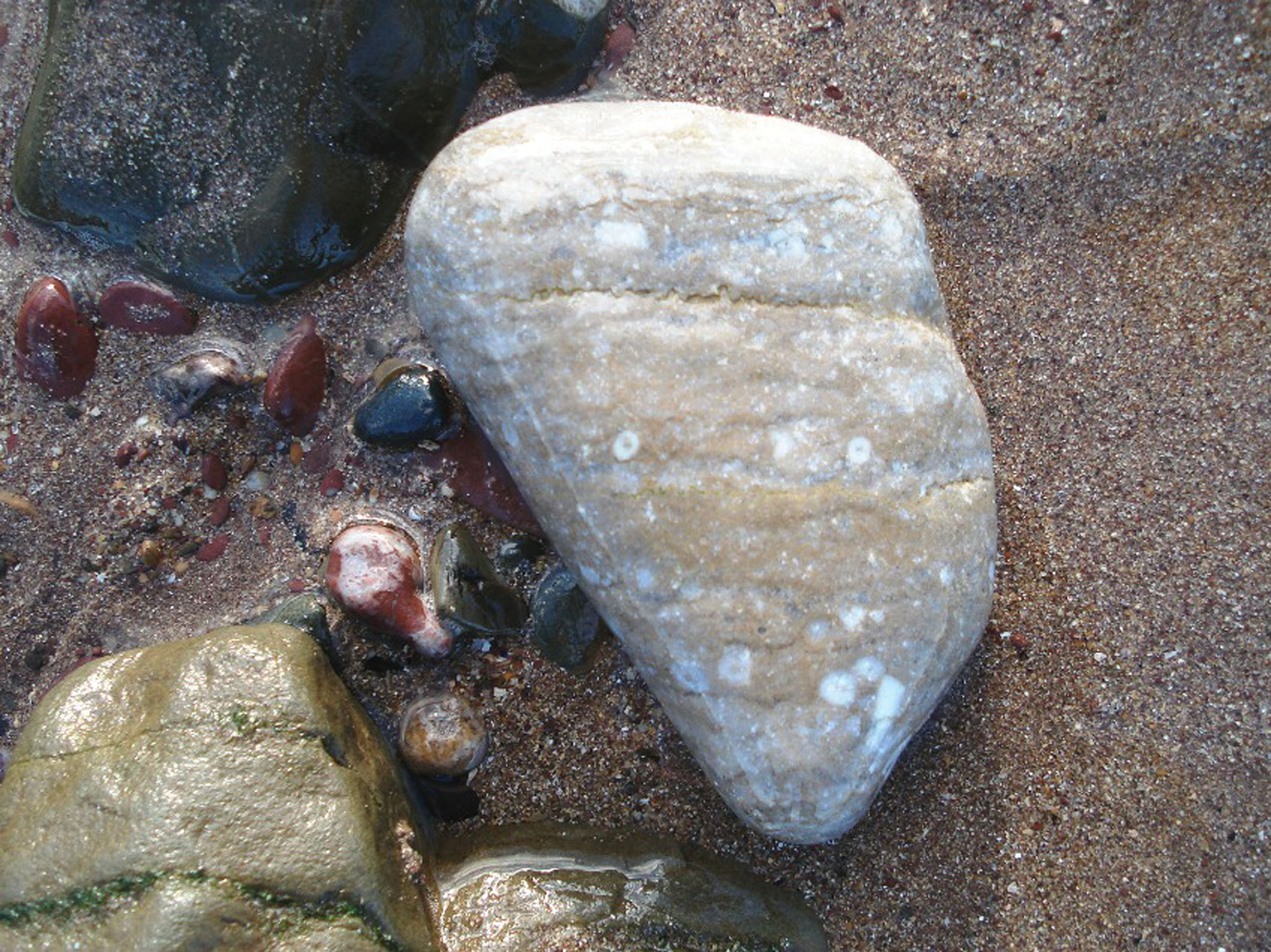 Crinoidal limestone – UK Fossil Collecting