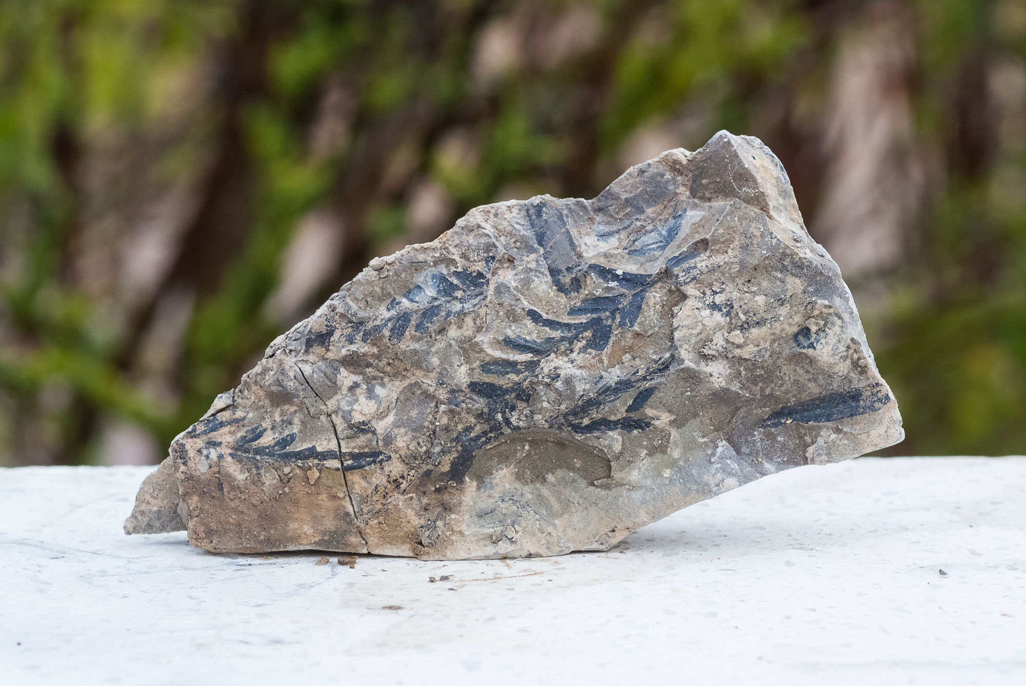 UK Fossil Collecting