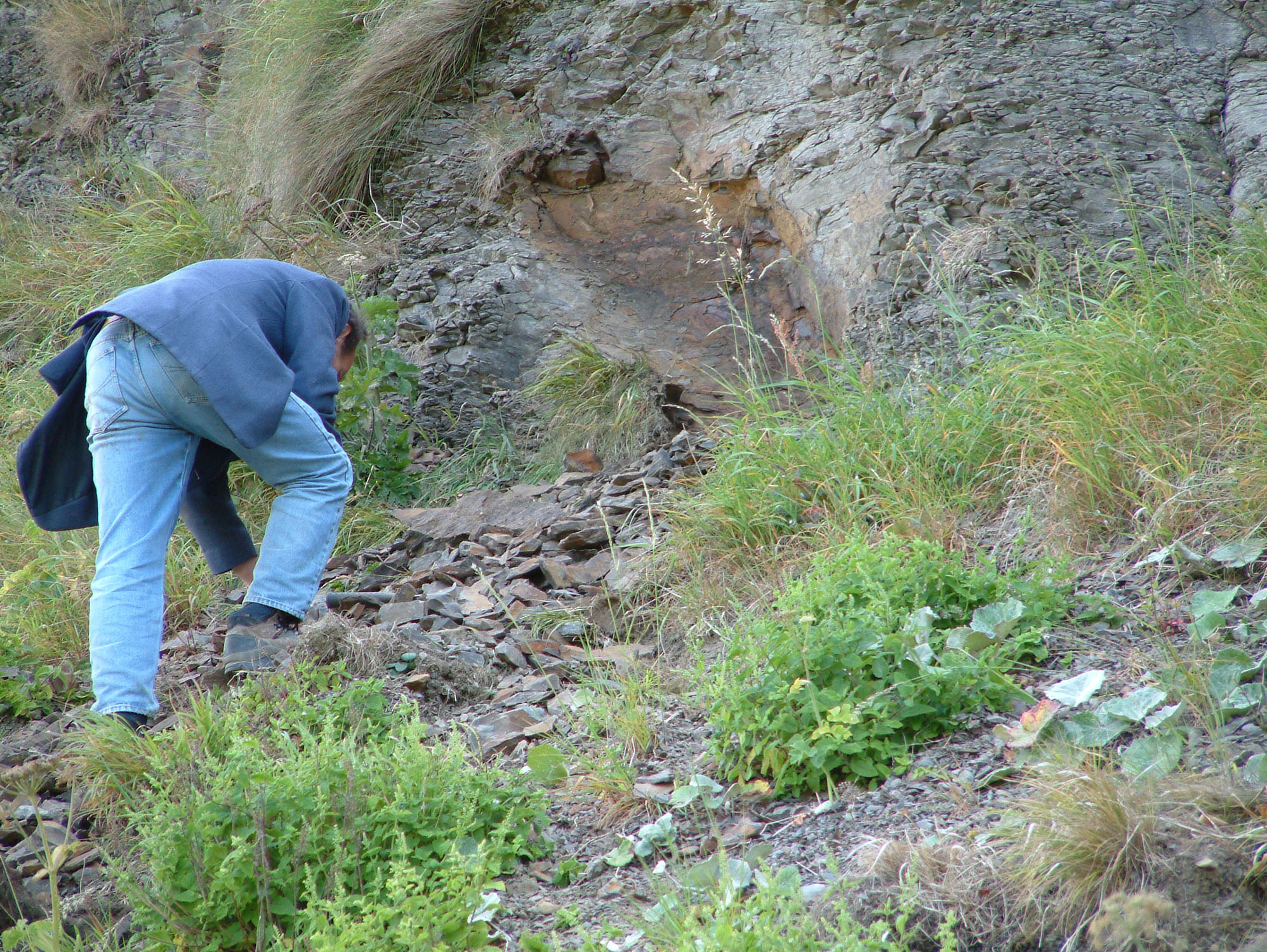 UK Fossil Collecting