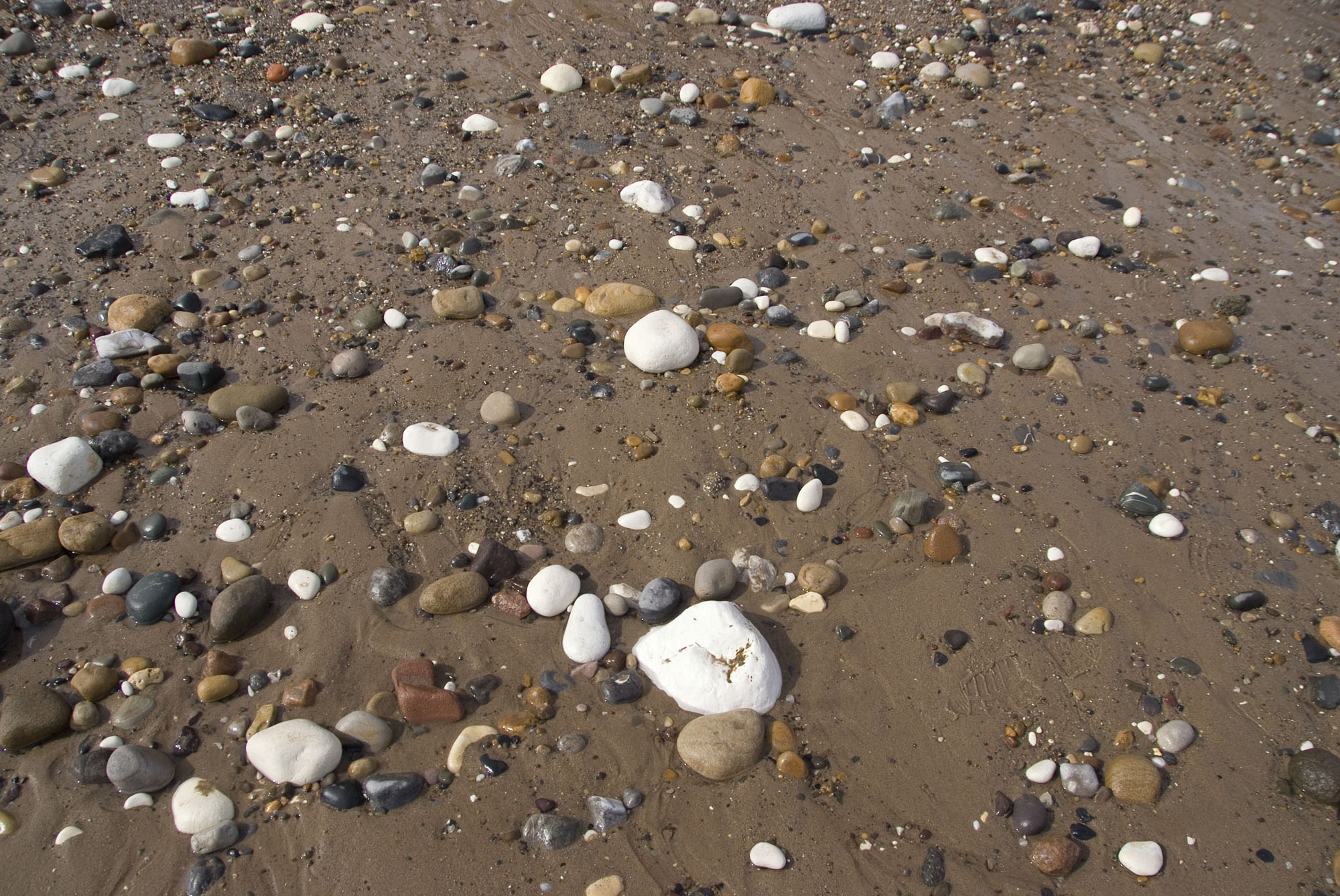 Mappleton – UK Fossil Collecting