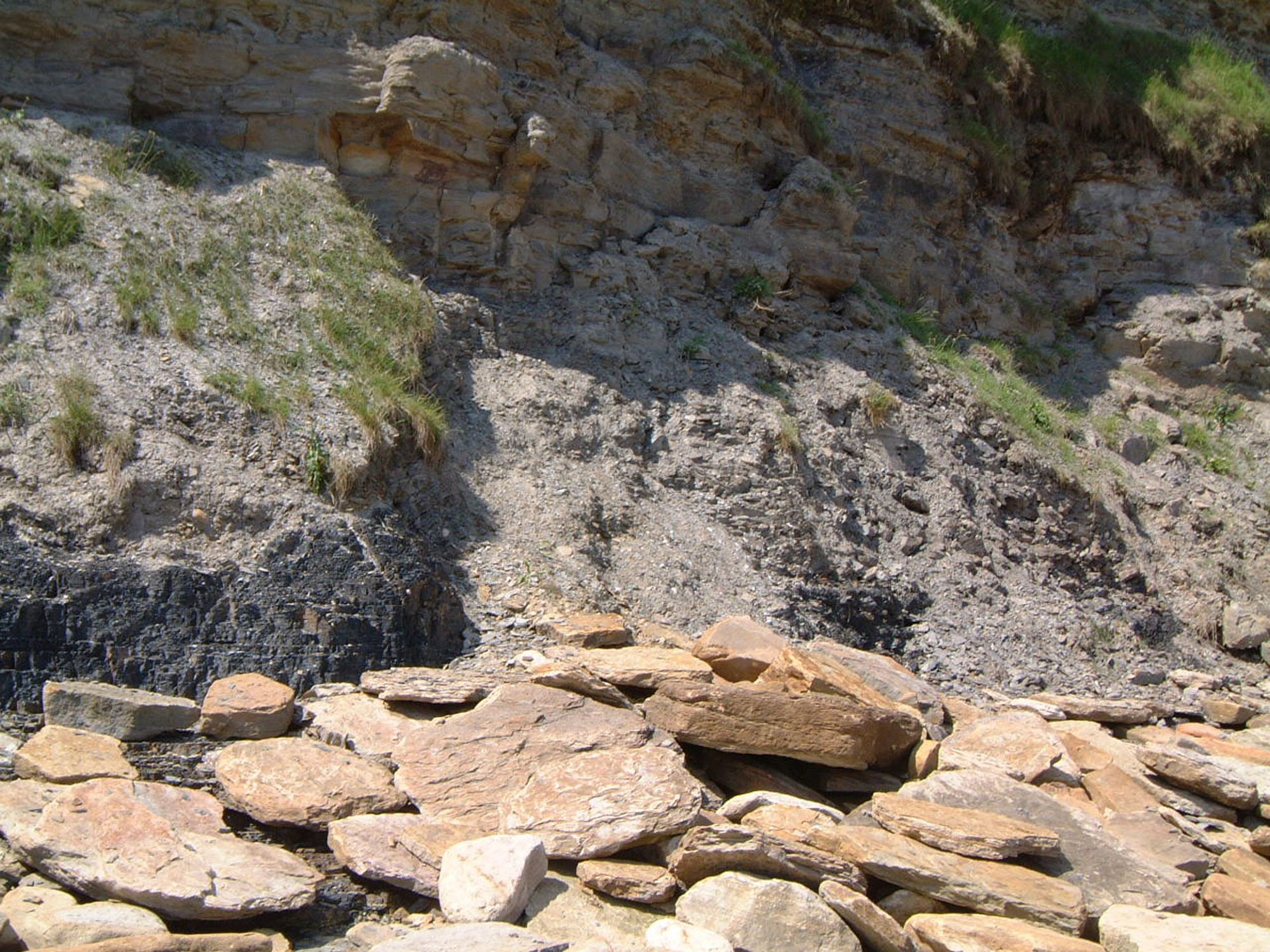 UK Fossil Collecting