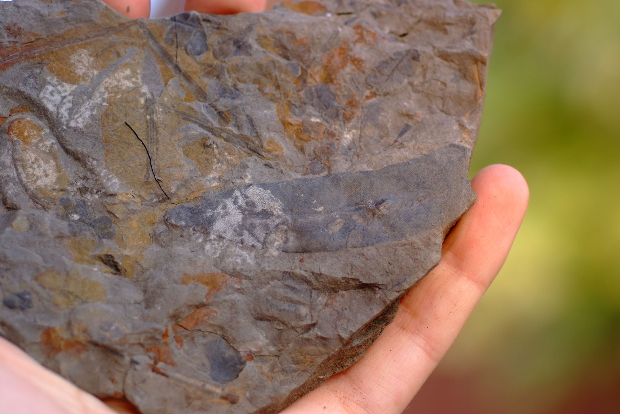 UK Fossil Collecting