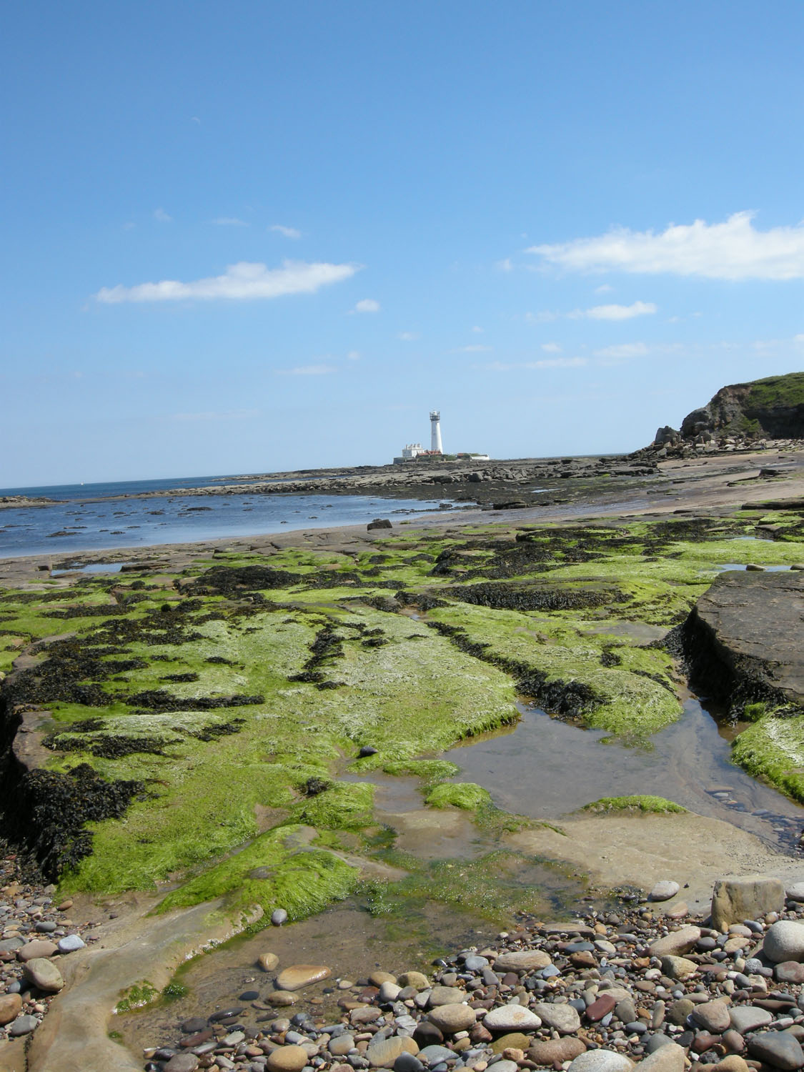 - Fossil Collecting Guide (UK Fossils)