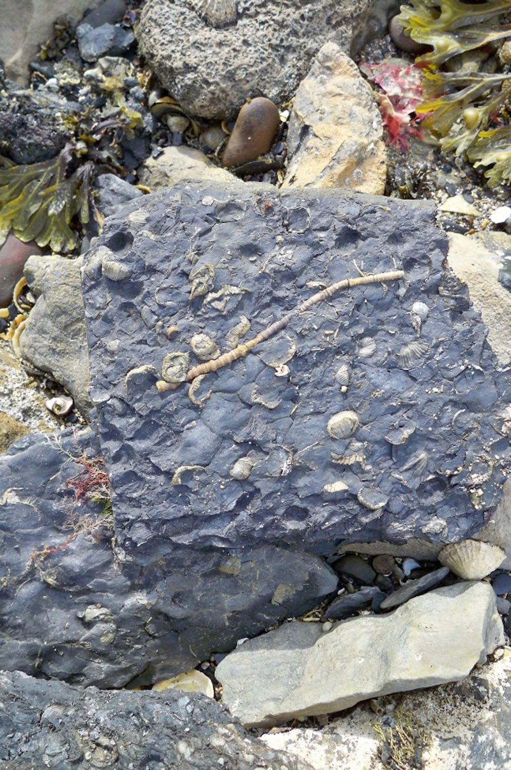 Gently sloping strata. Look here for brachiopod fossils – UK Fossil ...