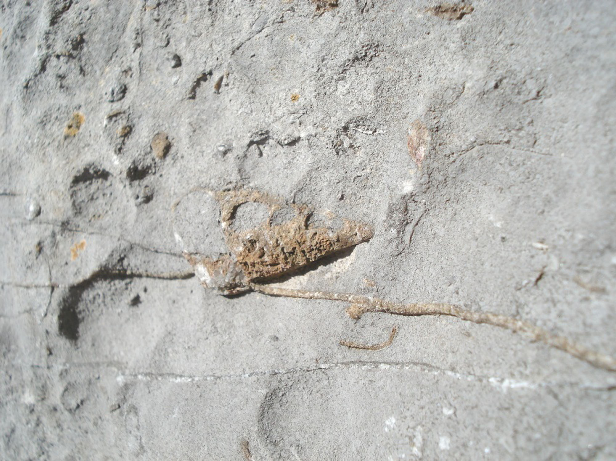 Gastropod - Fossil Collecting Guide (UK Fossils)