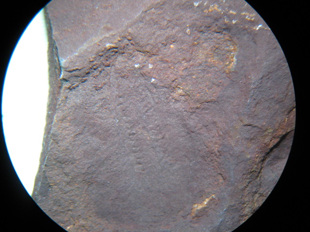Graptolite – UK Fossil Collecting