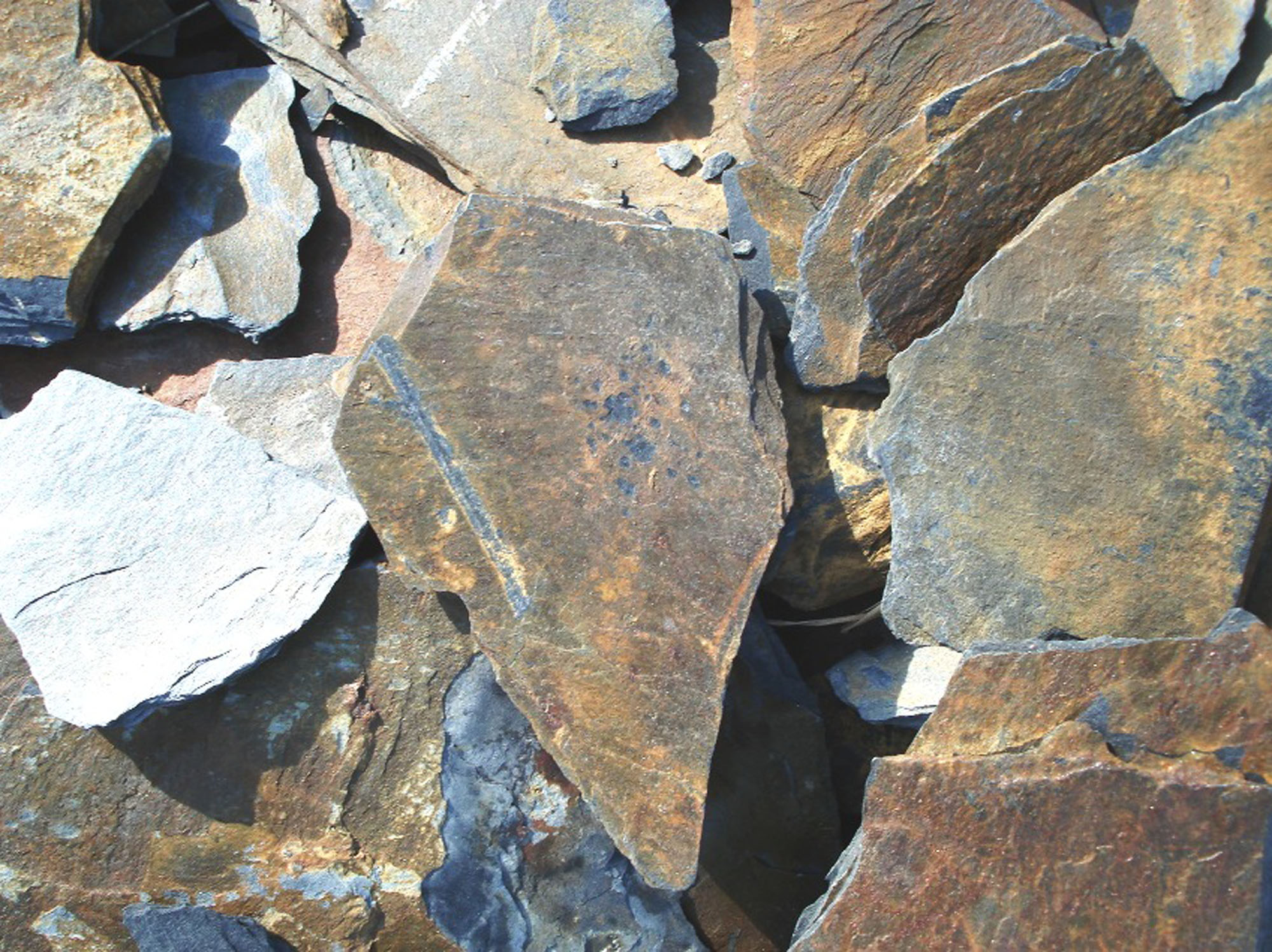 Graptolite – UK Fossil Collecting