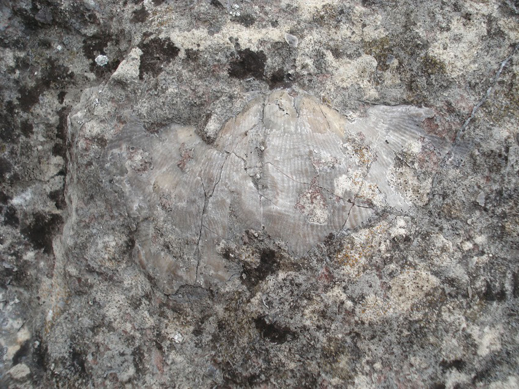 Large brachiopod – UK Fossil Collecting
