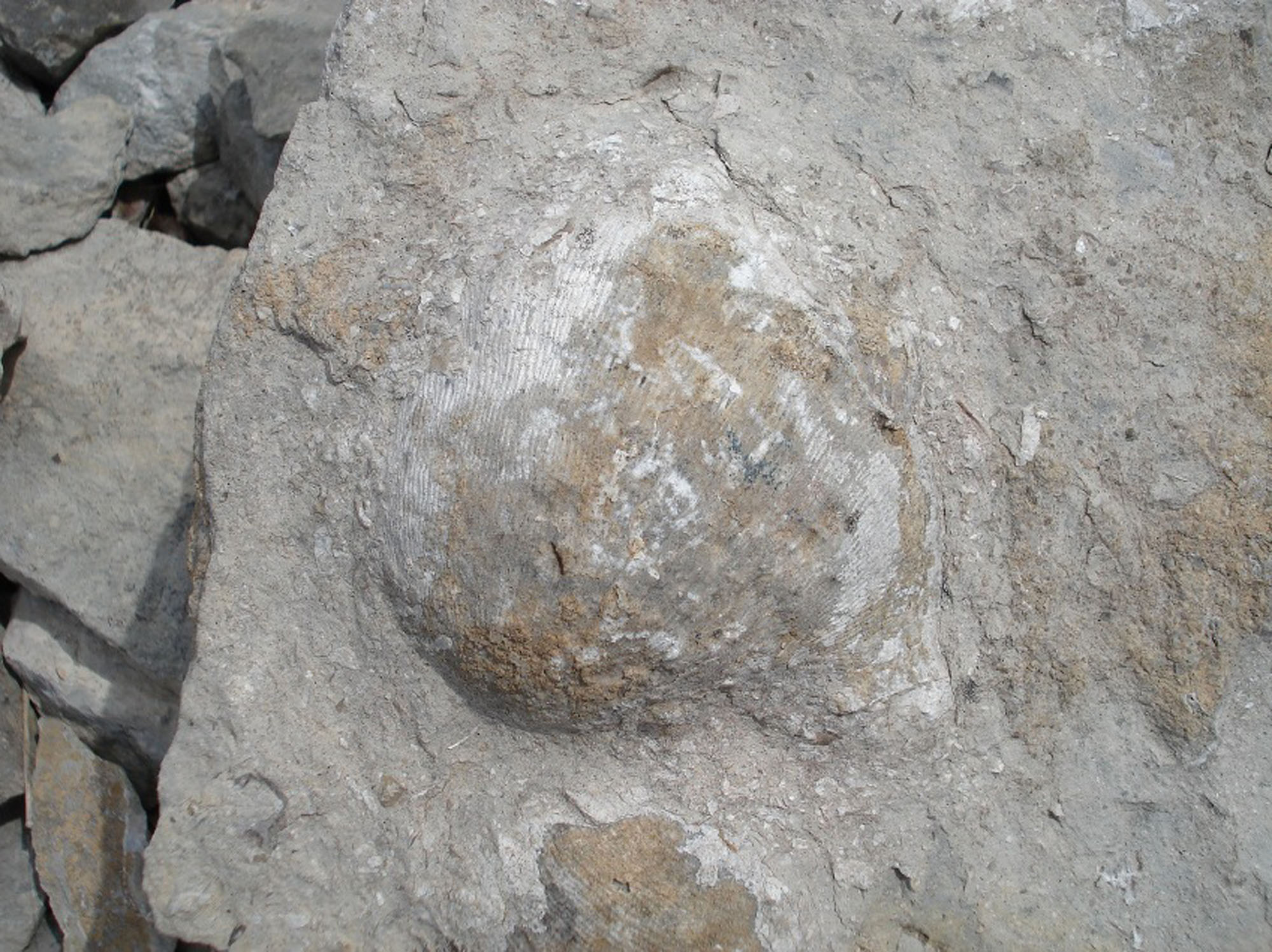 Large brachiopod - Fossil Collecting Guide (UK Fossils)
