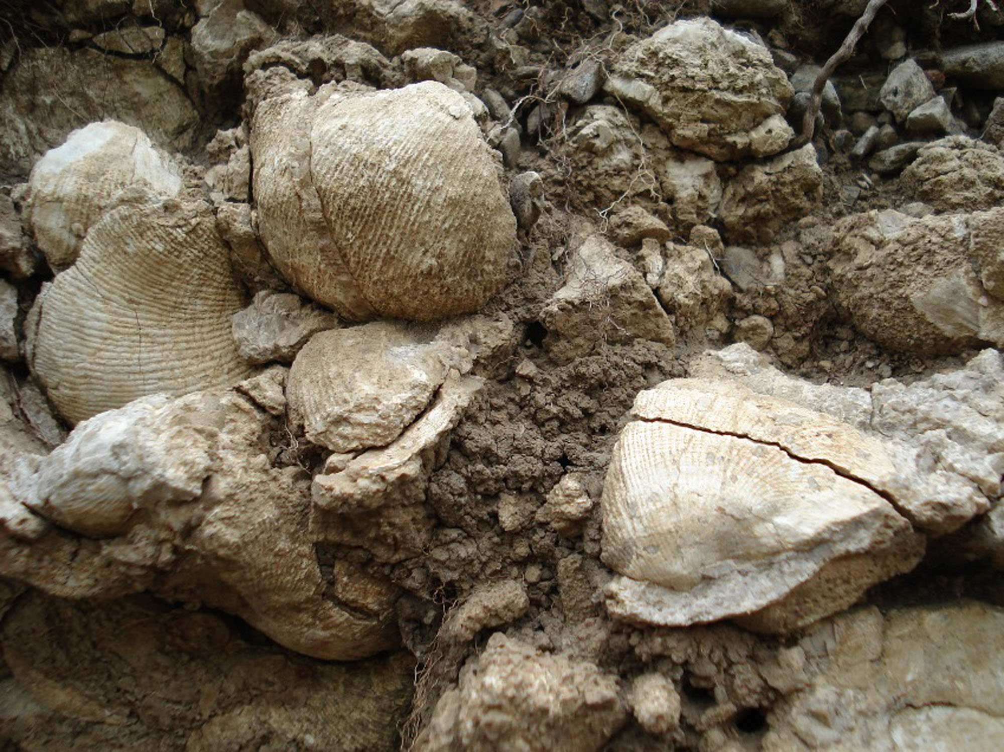 Large brachiopods weathering out of limestone – UK Fossil Collecting