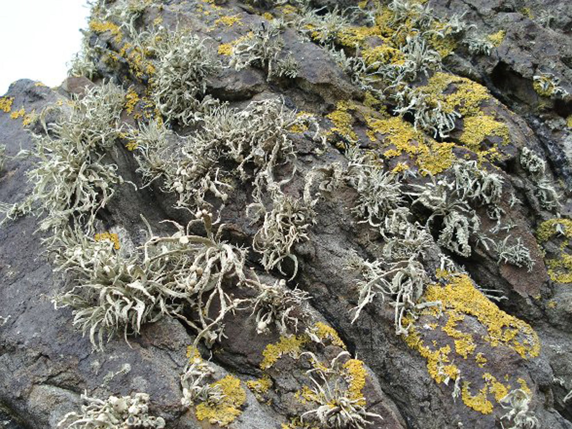 Lichens – UK Fossil Collecting