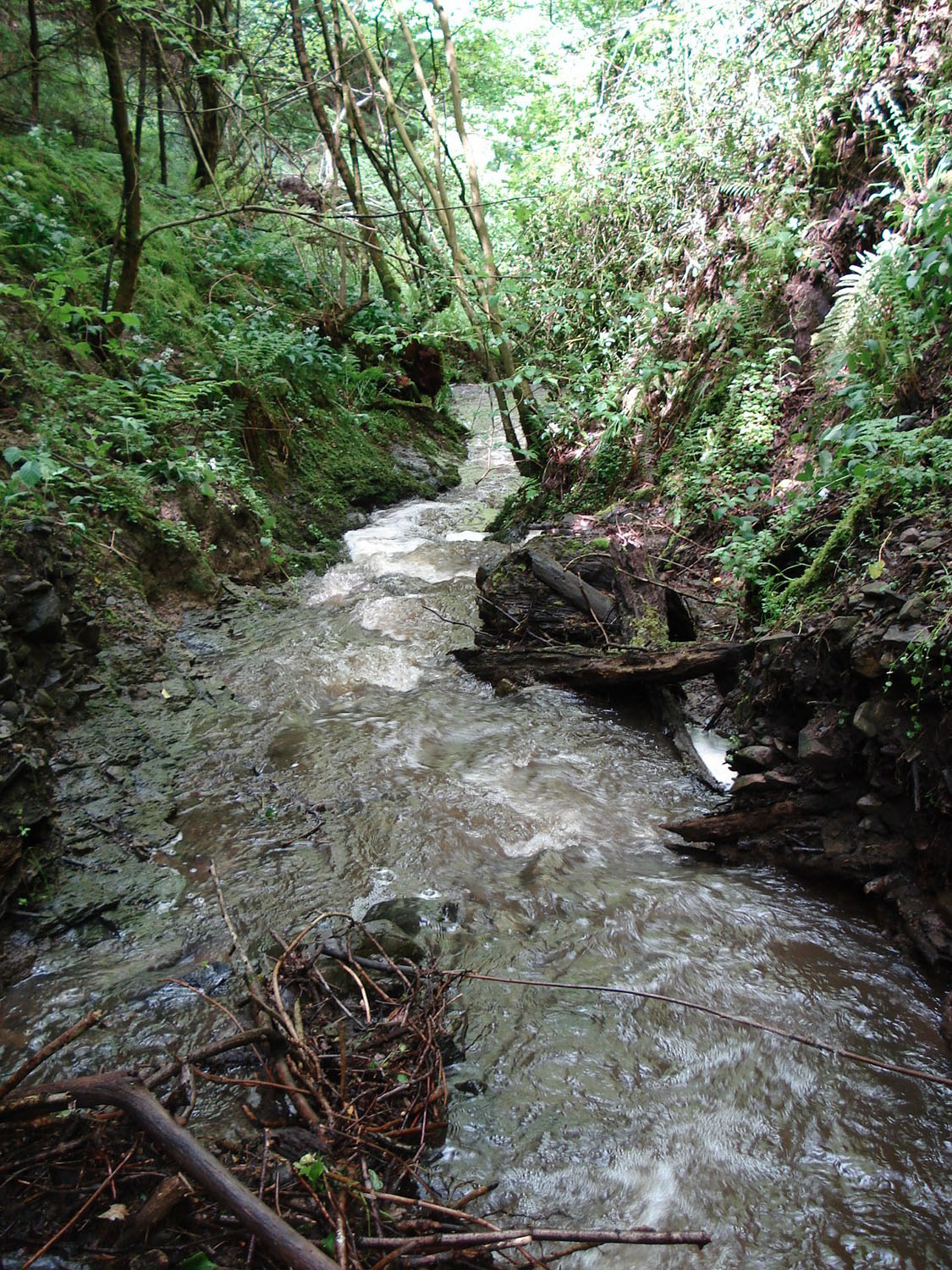 UK Fossil Collecting