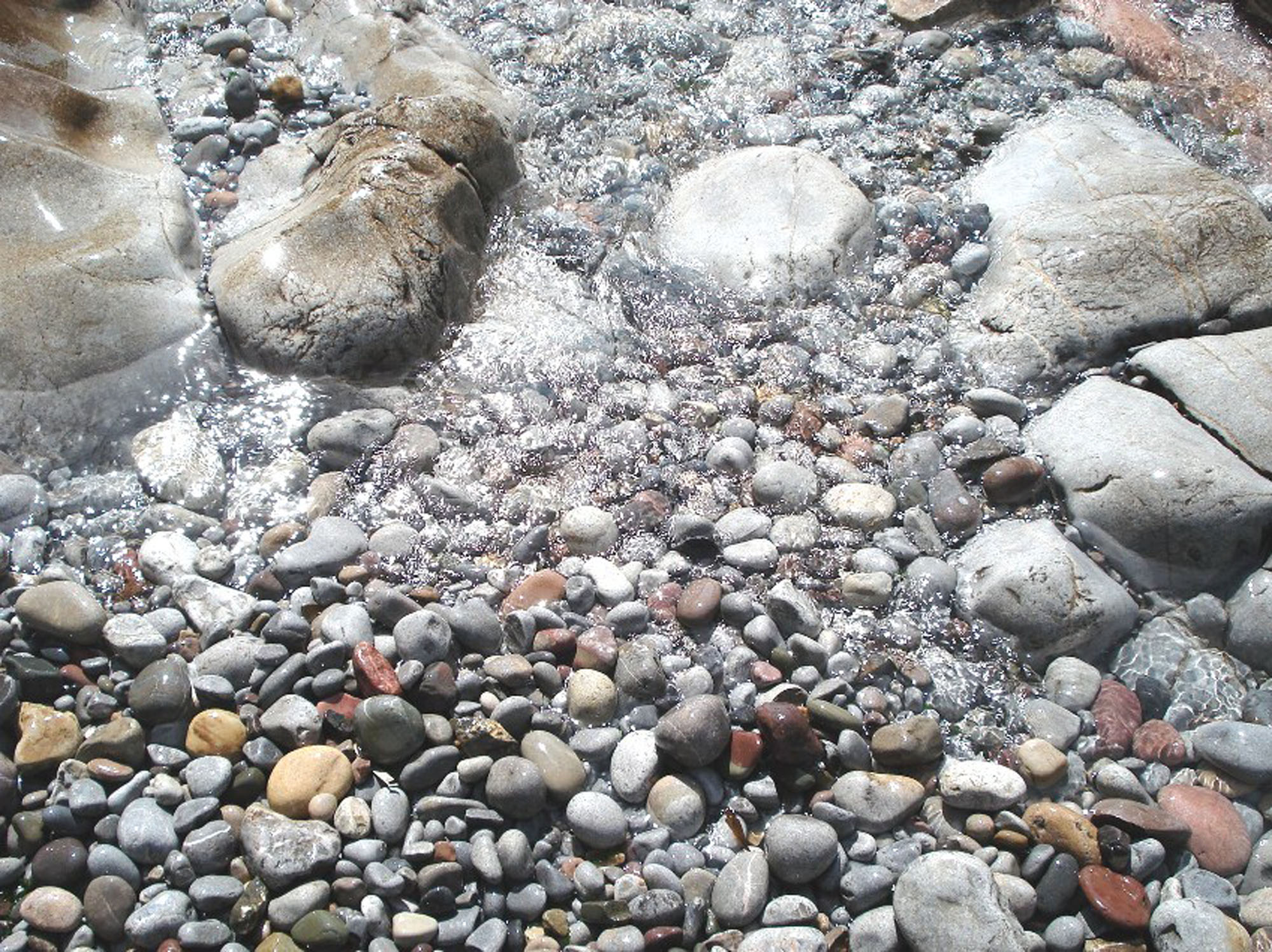 Look among the wet pebbles – UK Fossil Collecting