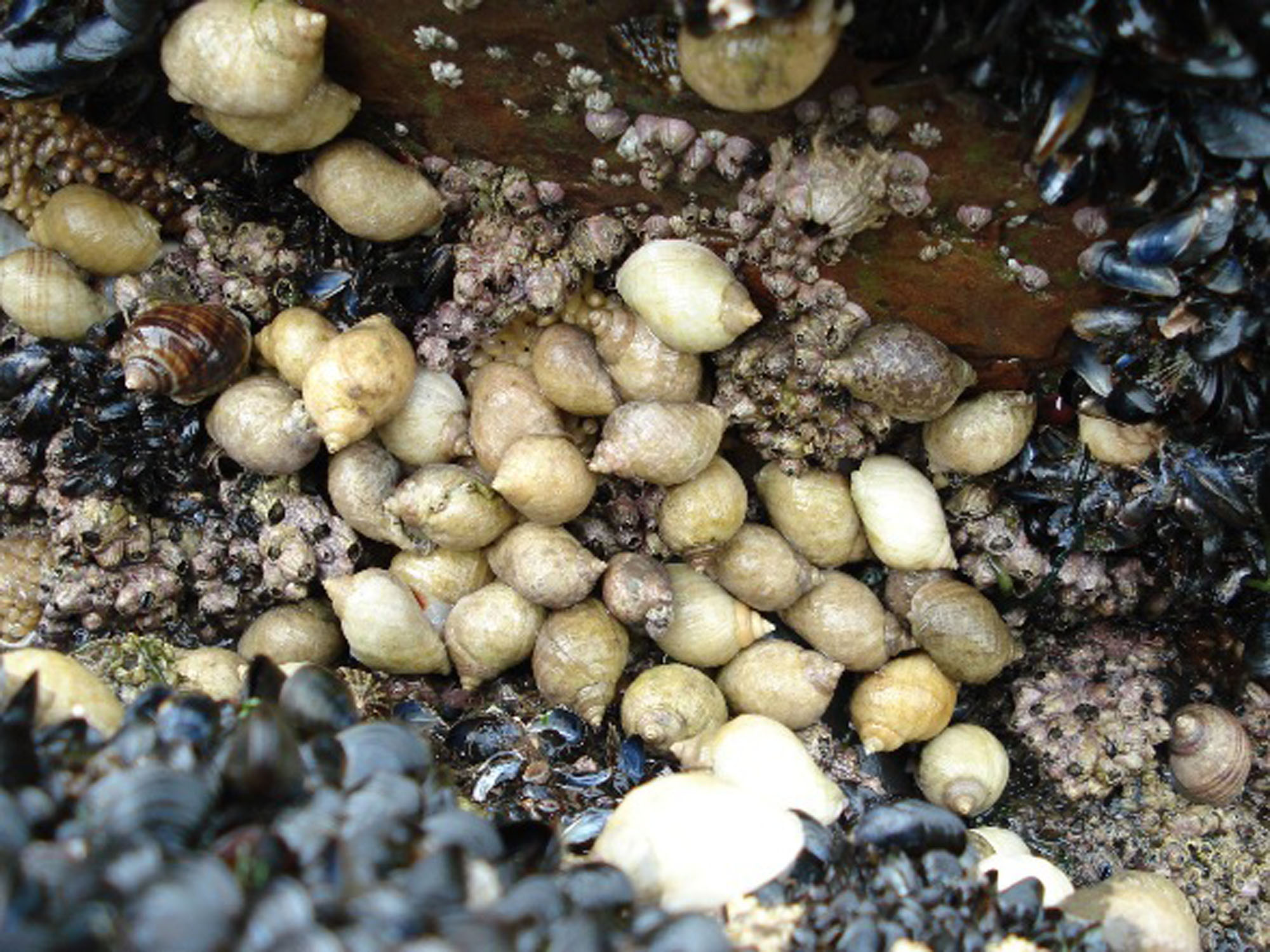 Mussels – UK Fossil Collecting