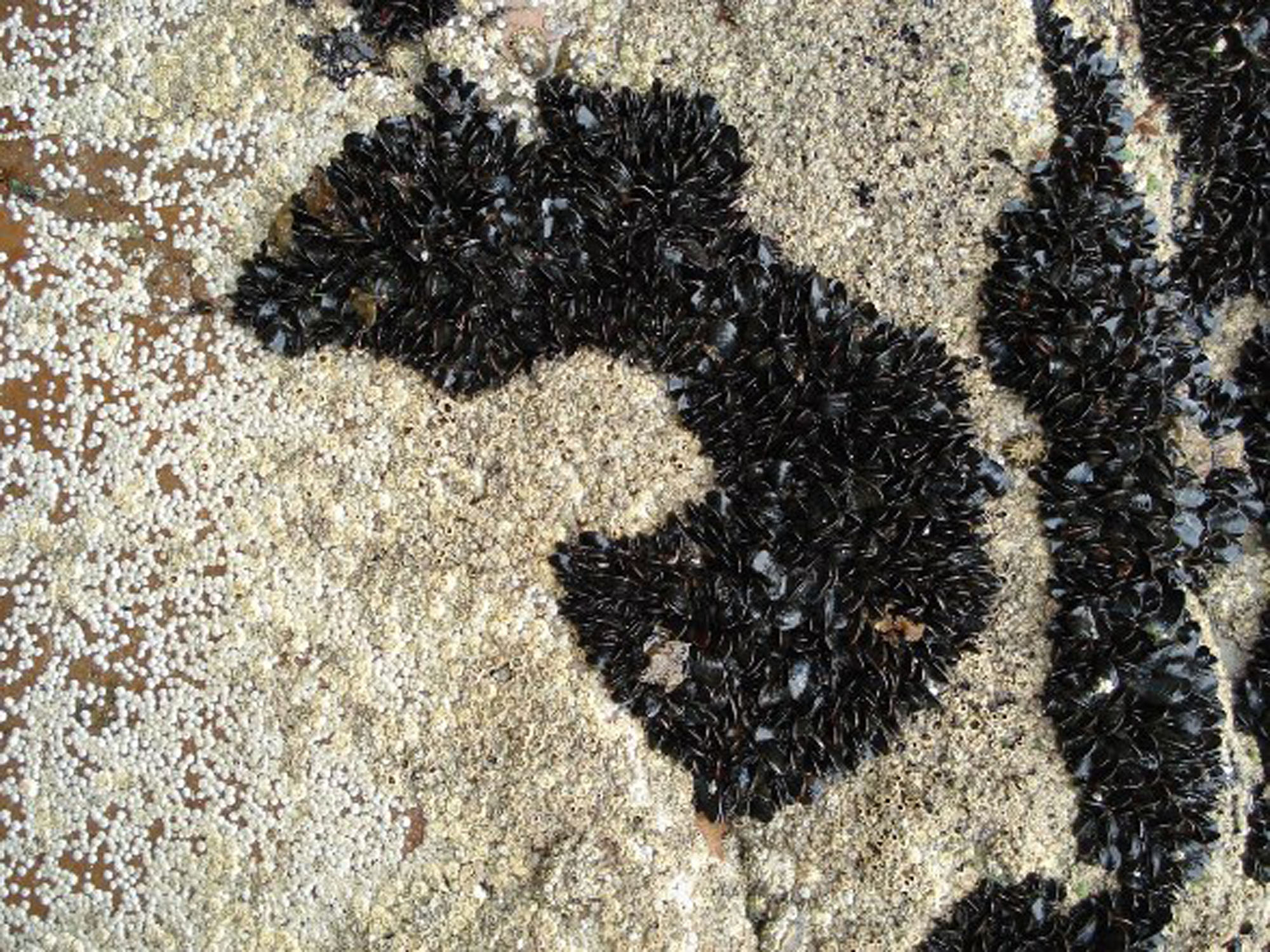 Mussels – UK Fossil Collecting