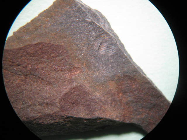 Partial trilobite – UK Fossil Collecting