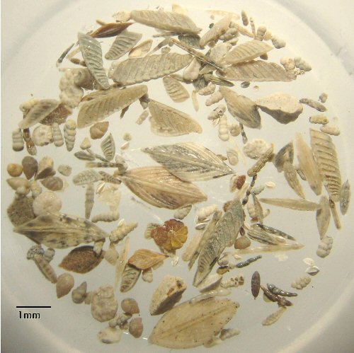 An Introduction to Foraminifera – UK Fossil Collecting