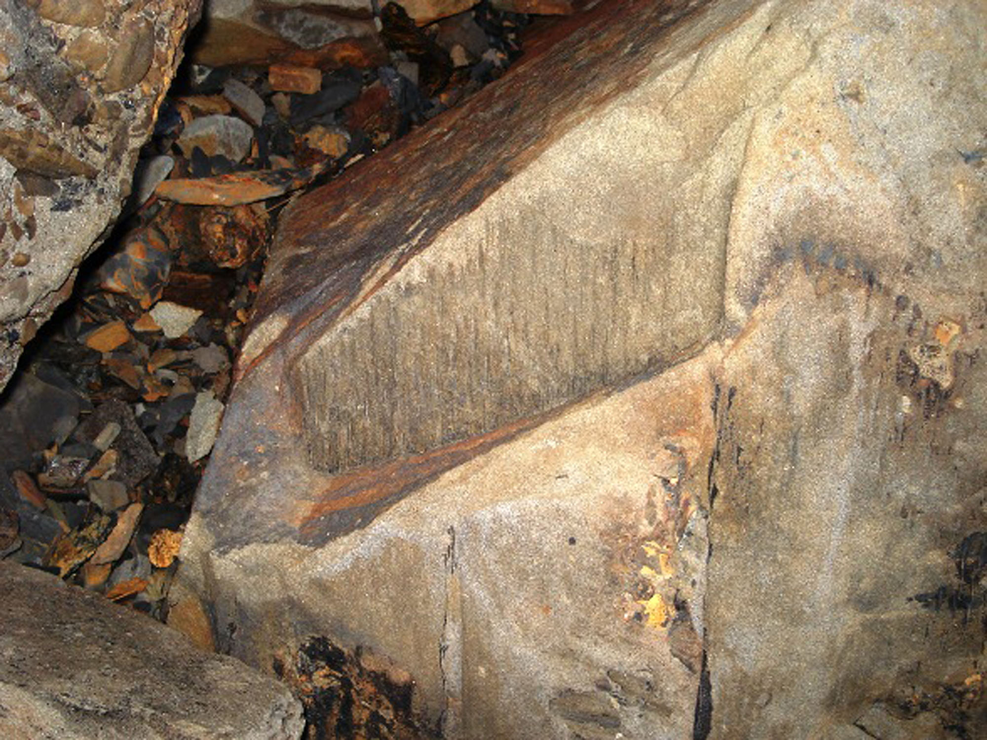 Plants in rock joints – UK Fossil Collecting