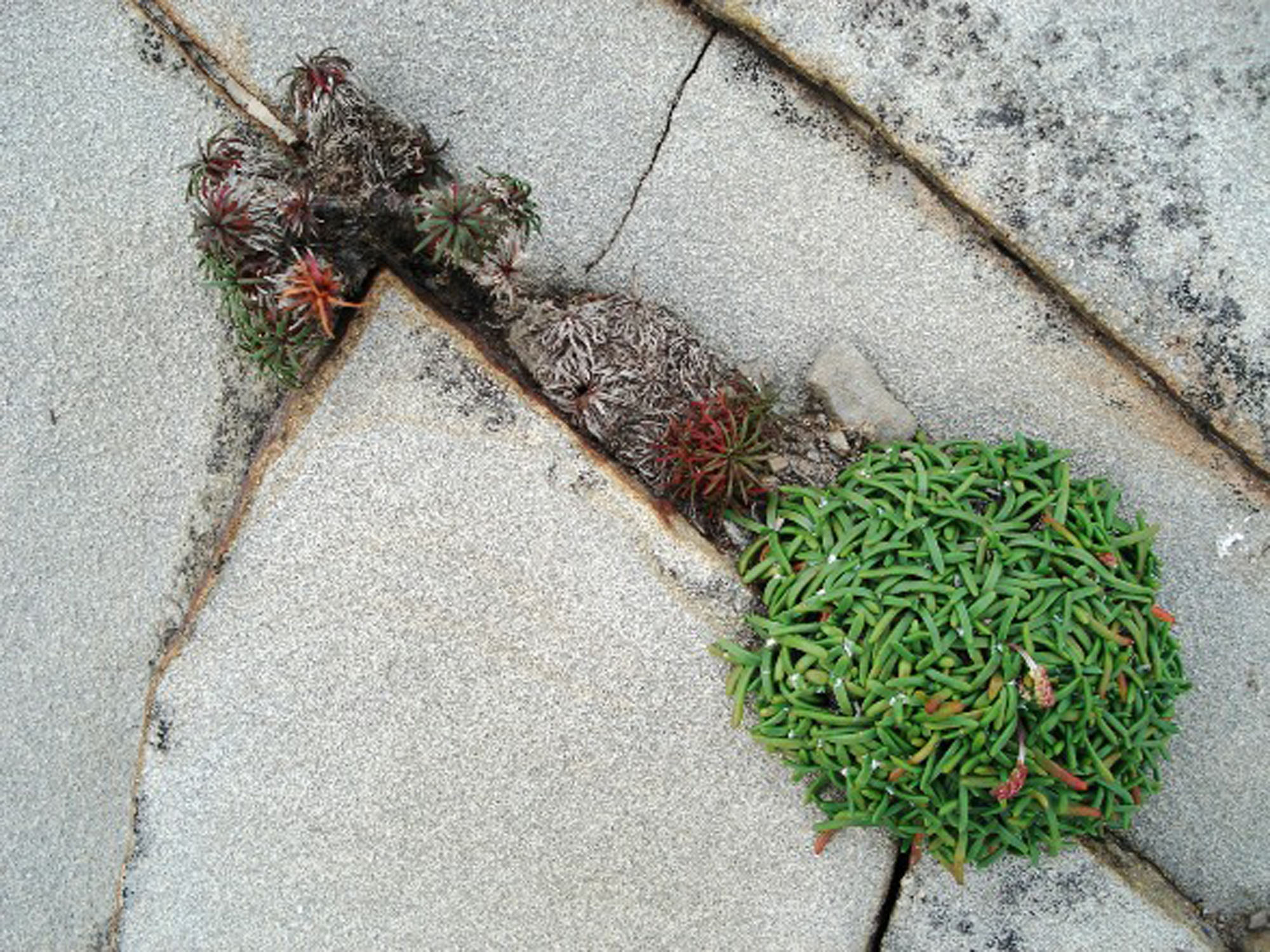 Plants in rock joints – UK Fossil Collecting