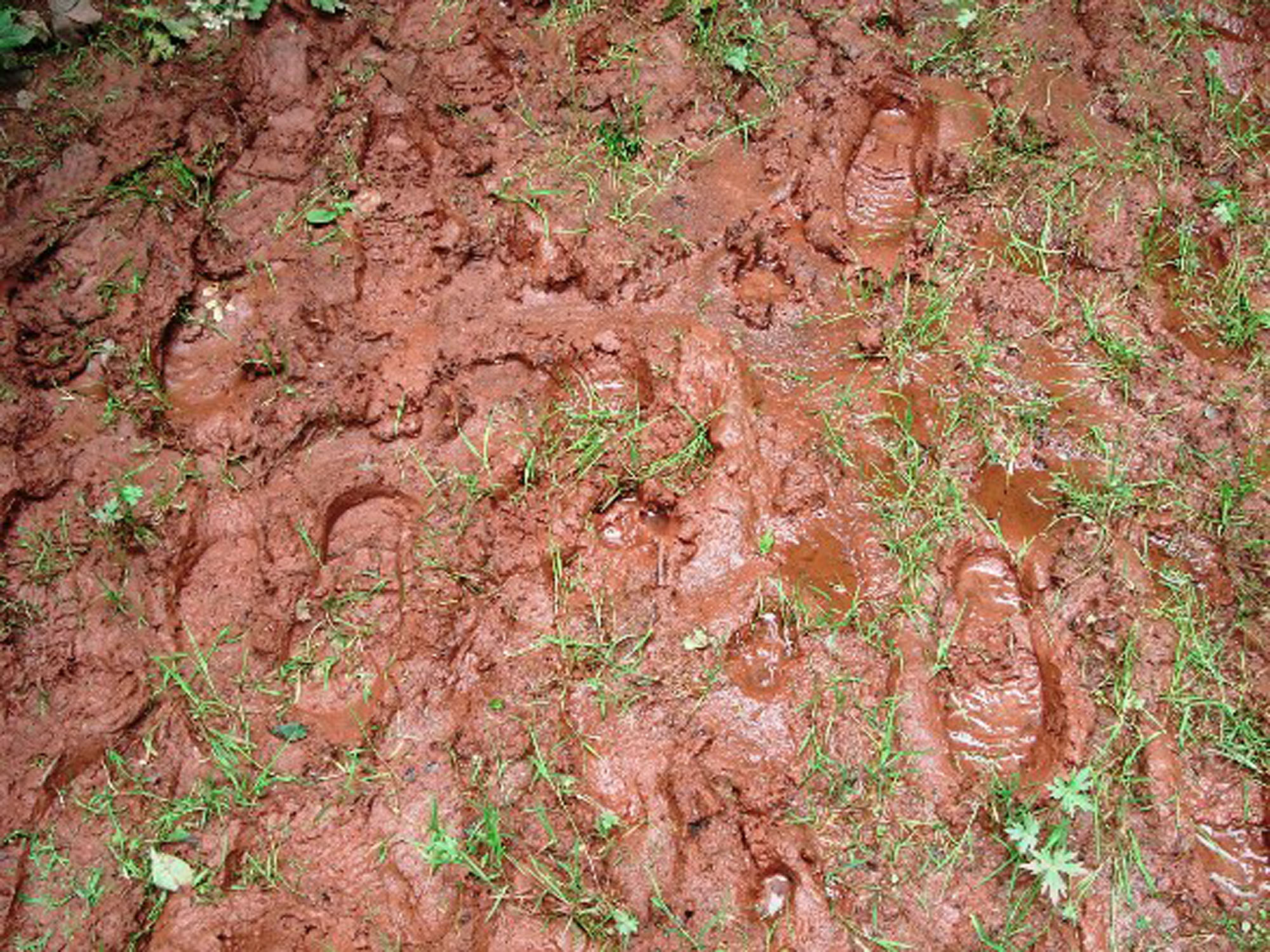 Red rock – UK Fossil Collecting