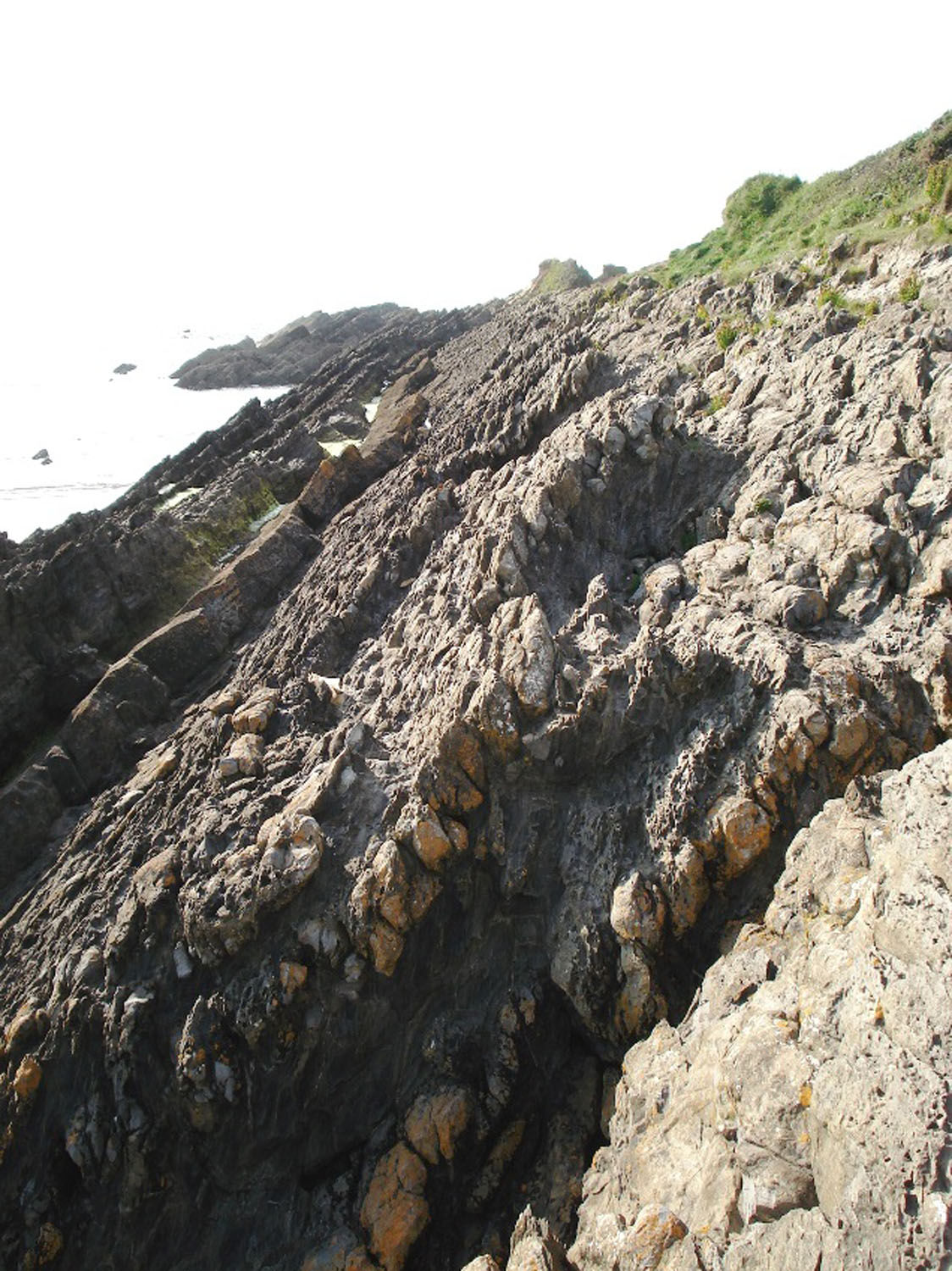 Side of crinoidal limestone slab with fossils weathering pro – UK ...