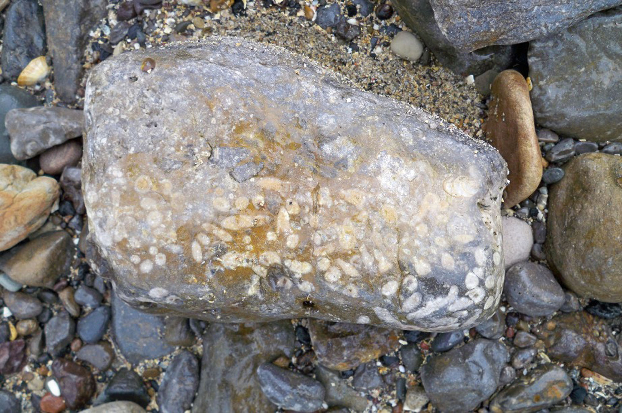 Rolled coral cobble – UK Fossil Collecting