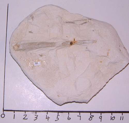 UK Fossil Collecting