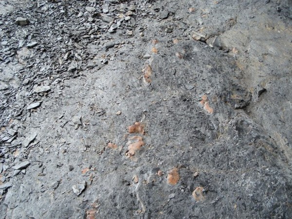 Shale outcrop – UK Fossil Collecting