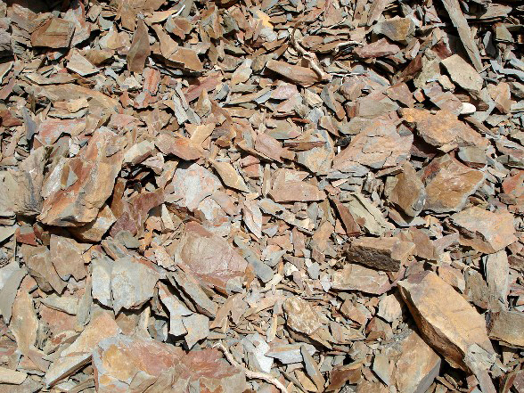 Shales with jointing – UK Fossil Collecting