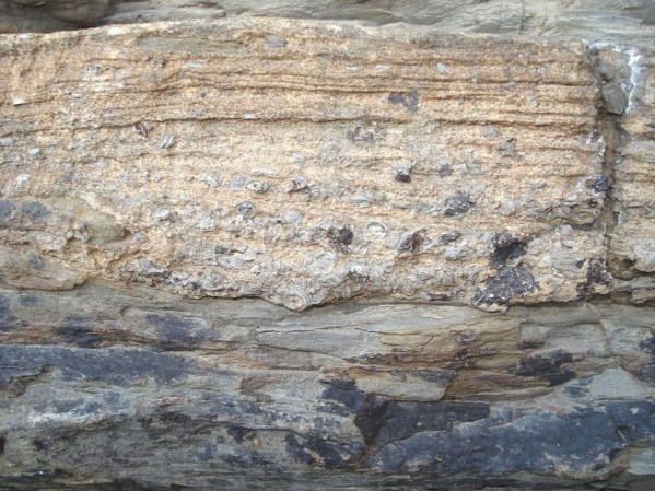 Side of crinoidal limestone slab with fossils weathering pro – UK ...