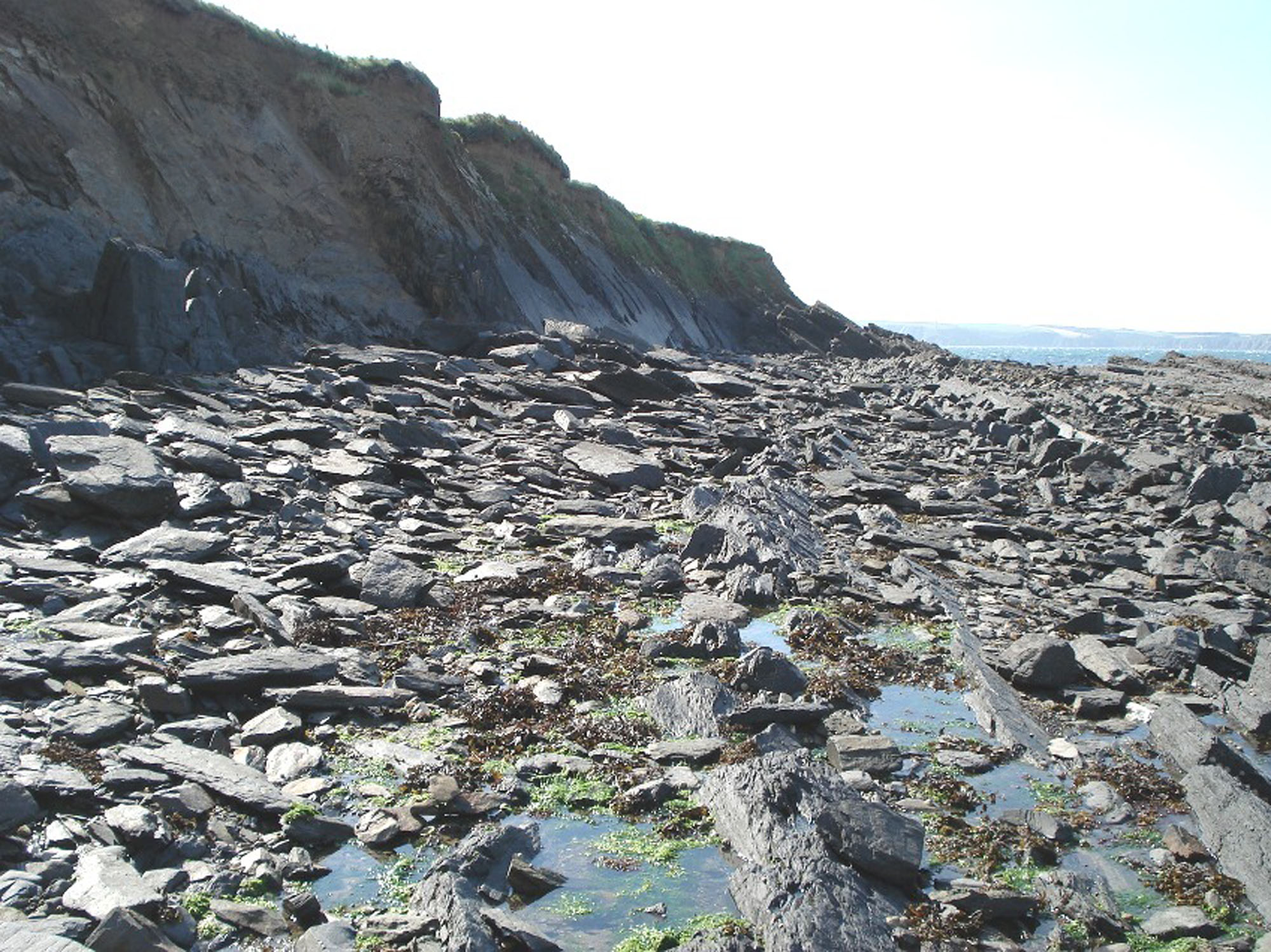 West Angle Bay – UK Fossil Collecting