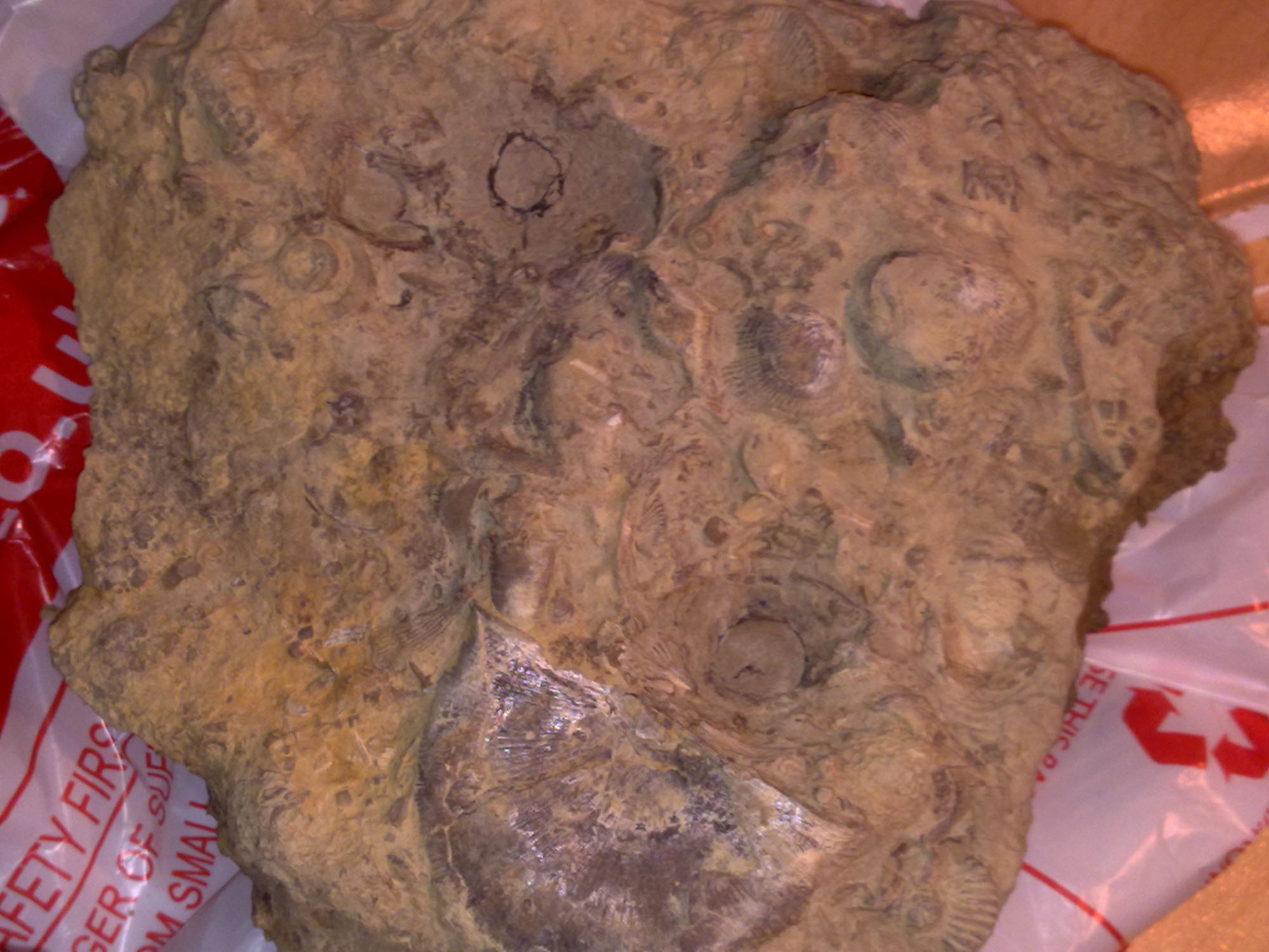 Strphonella euglypha and random fossils – UK Fossil Collecting