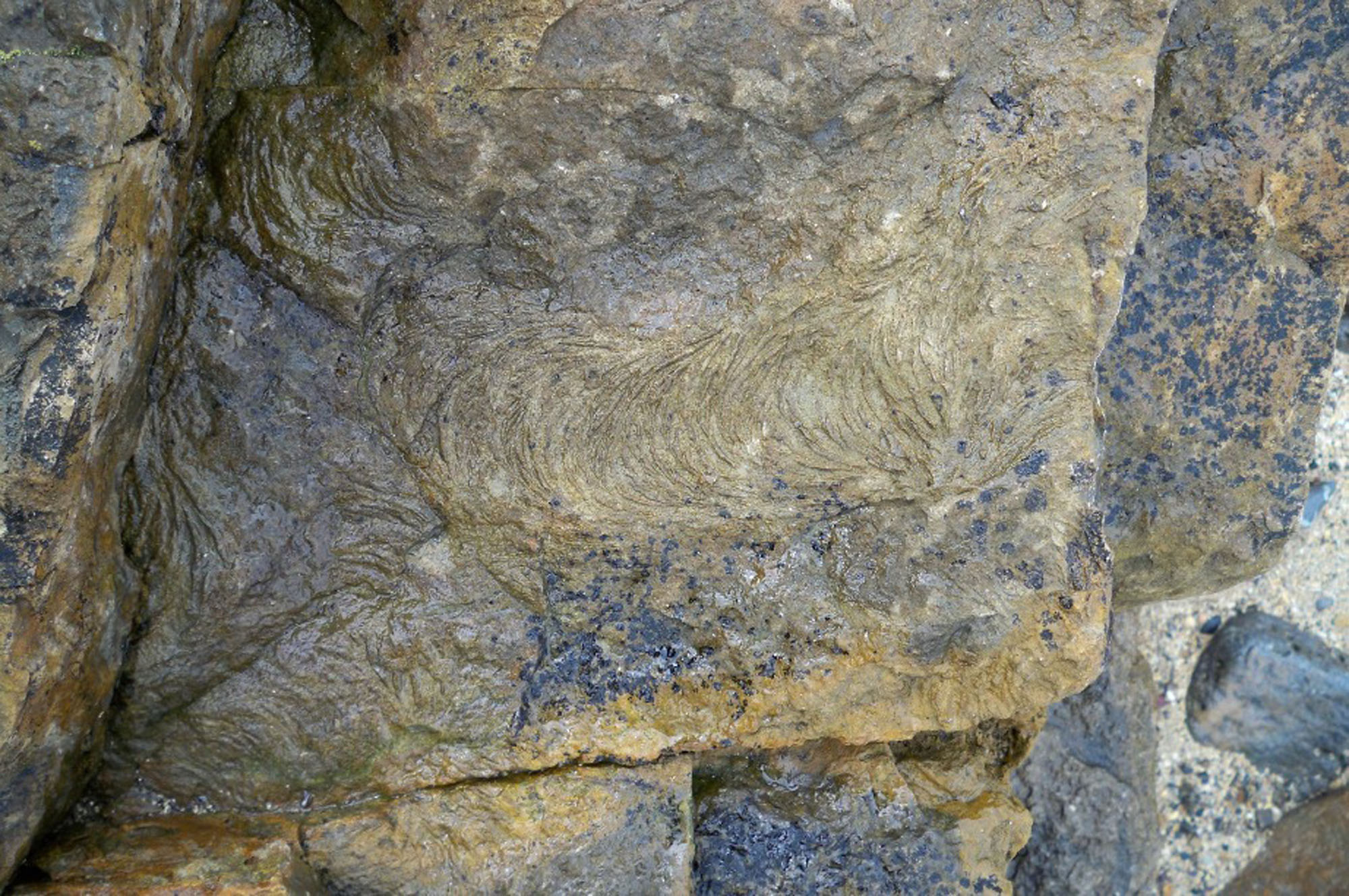 Trace fossil – UK Fossil Collecting