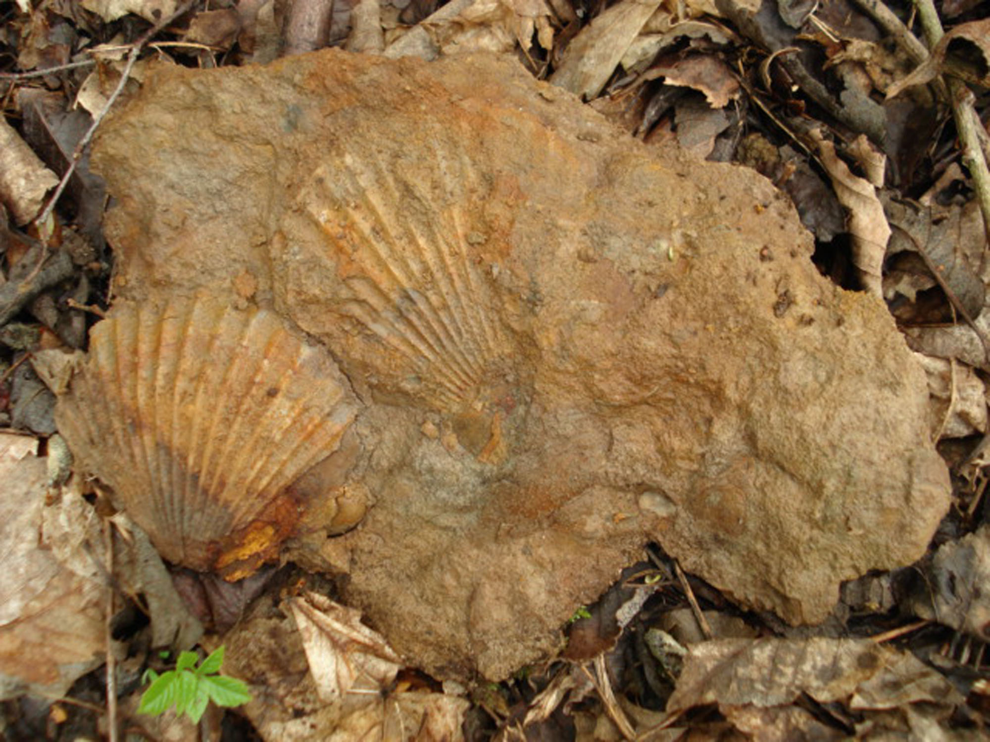 Two scallop shells – UK Fossil Collecting