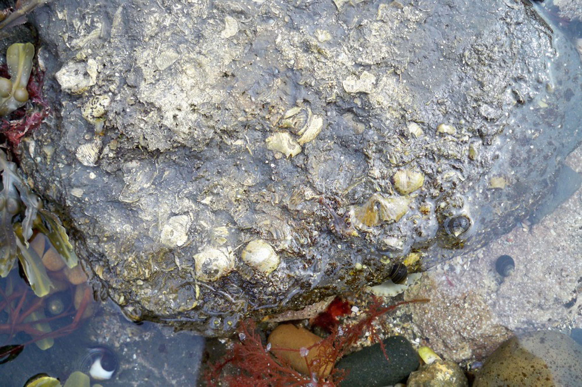 Typical brachiopod rock – UK Fossil Collecting