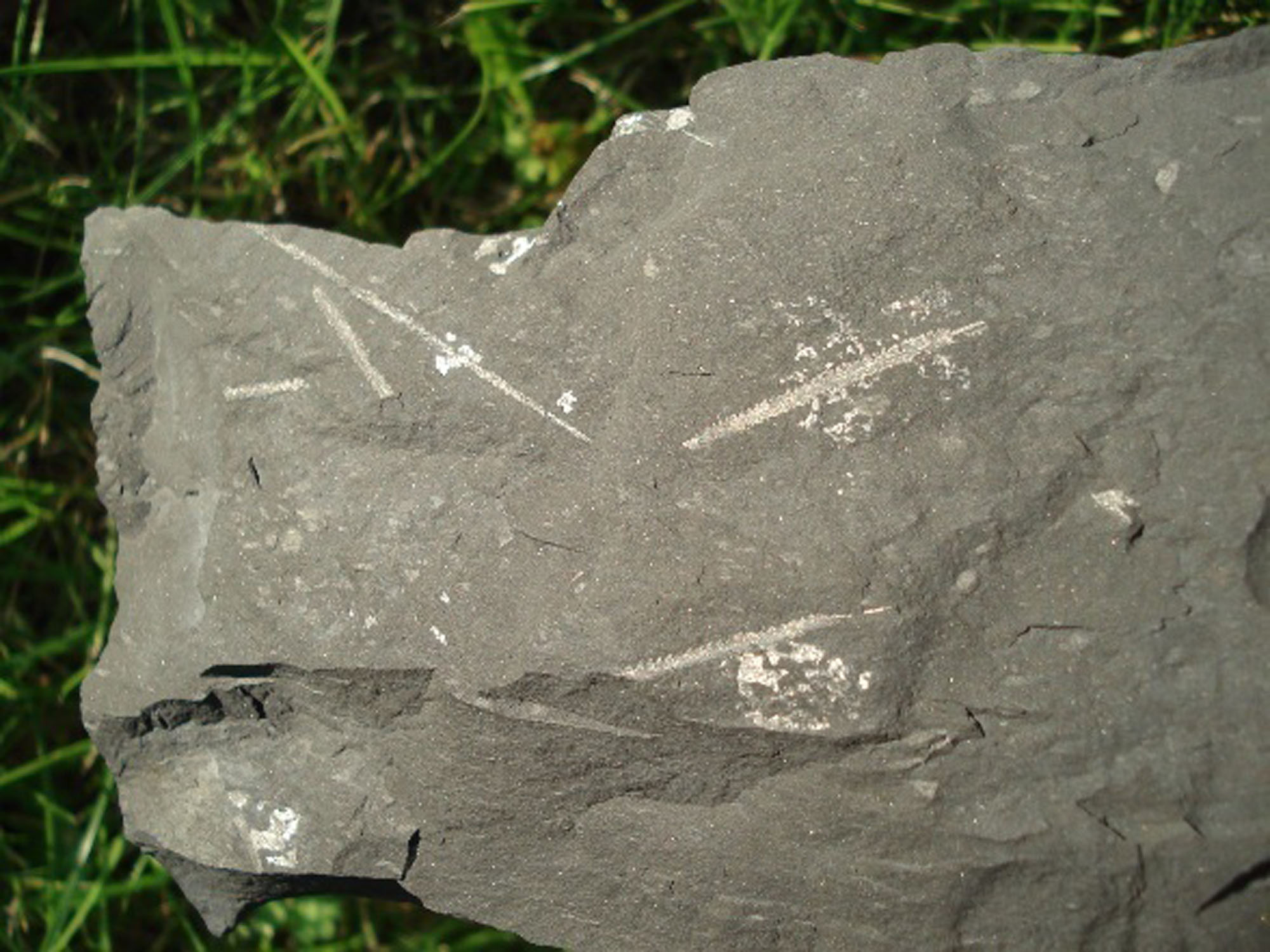 Shale cliffs – UK Fossil Collecting