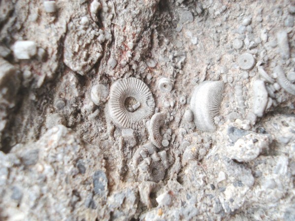 Very detailed crinoid stem pieces – UK Fossil Collecting