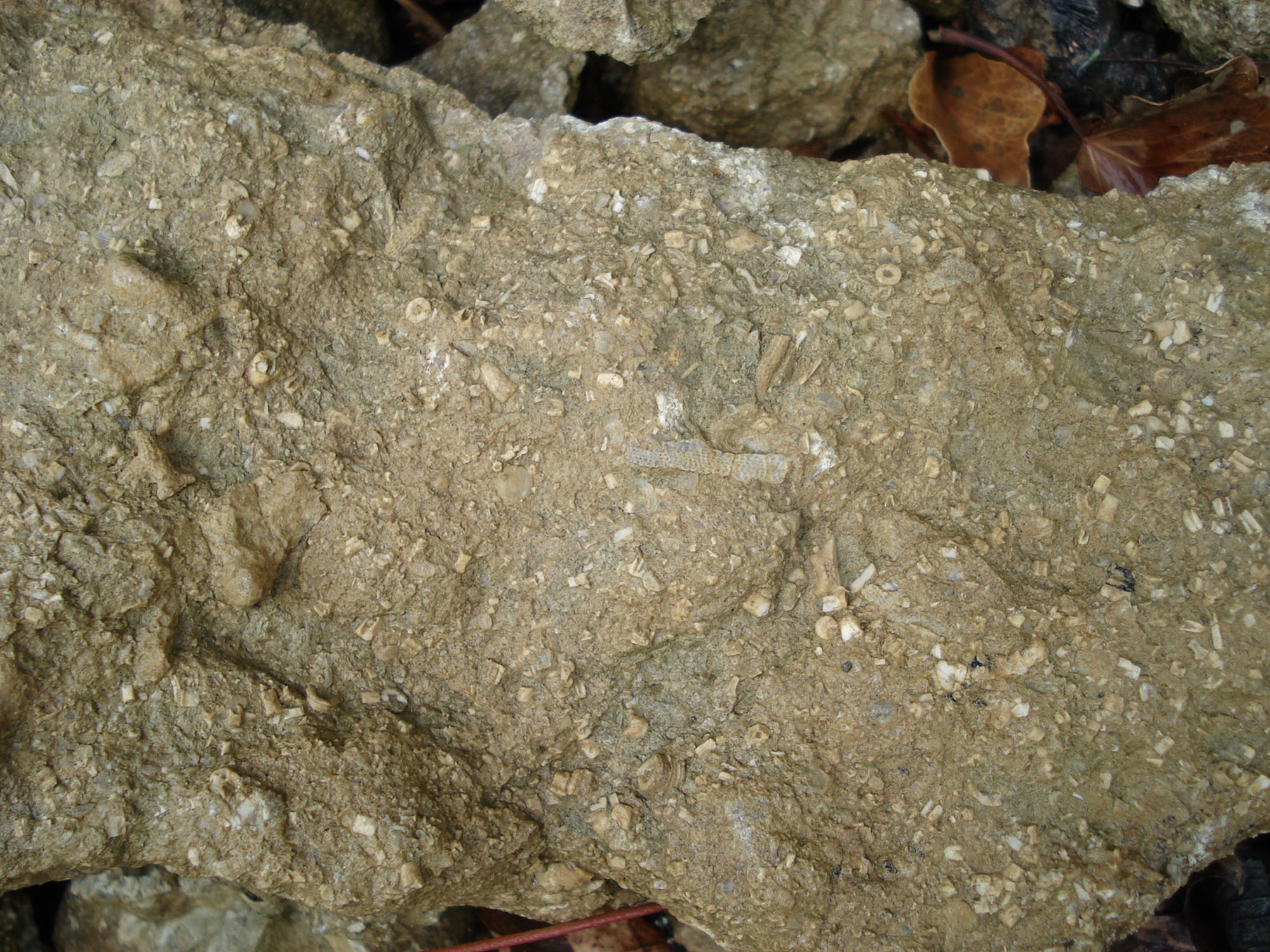 UK Fossil Collecting