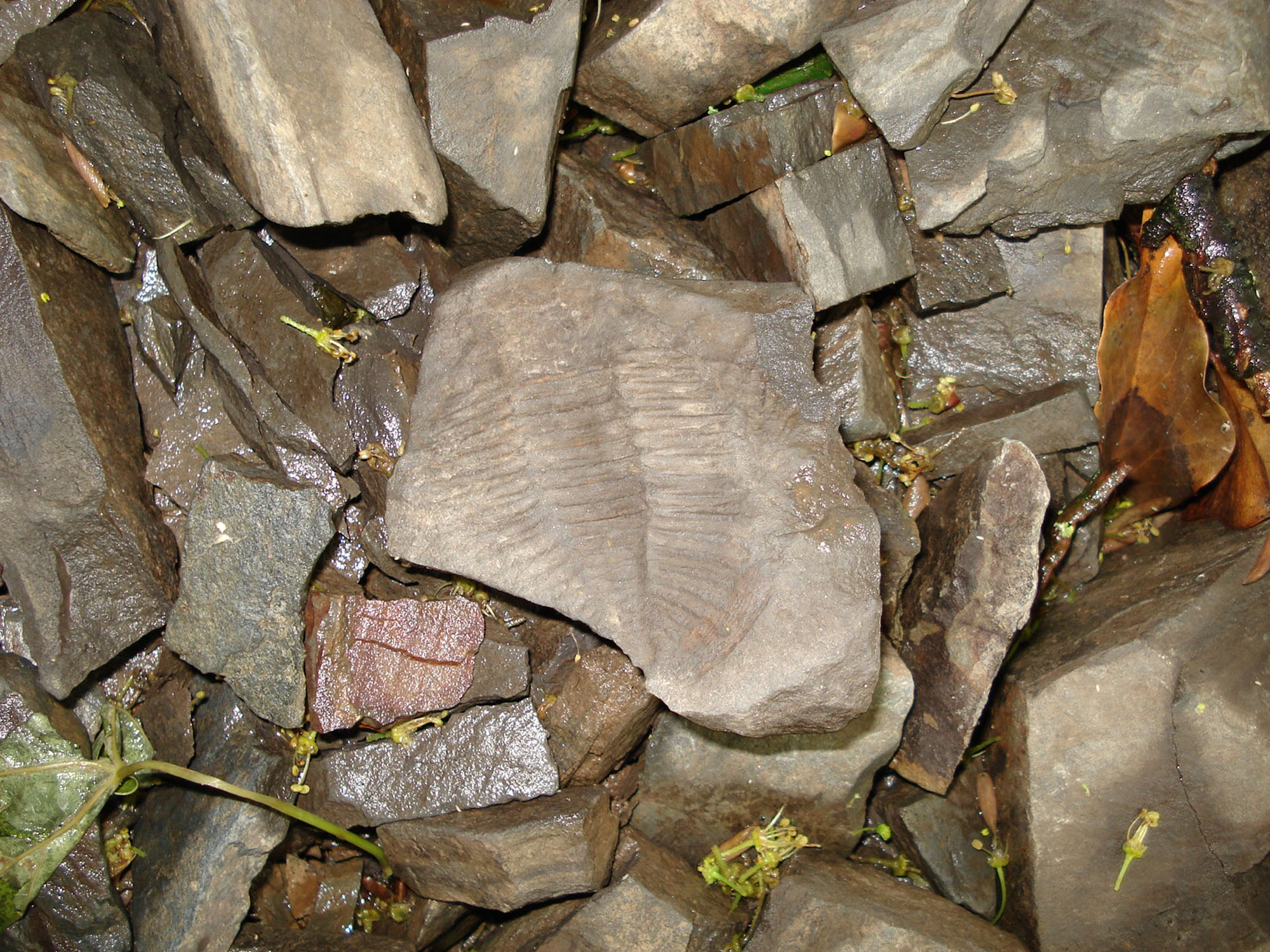 UK Fossil Collecting