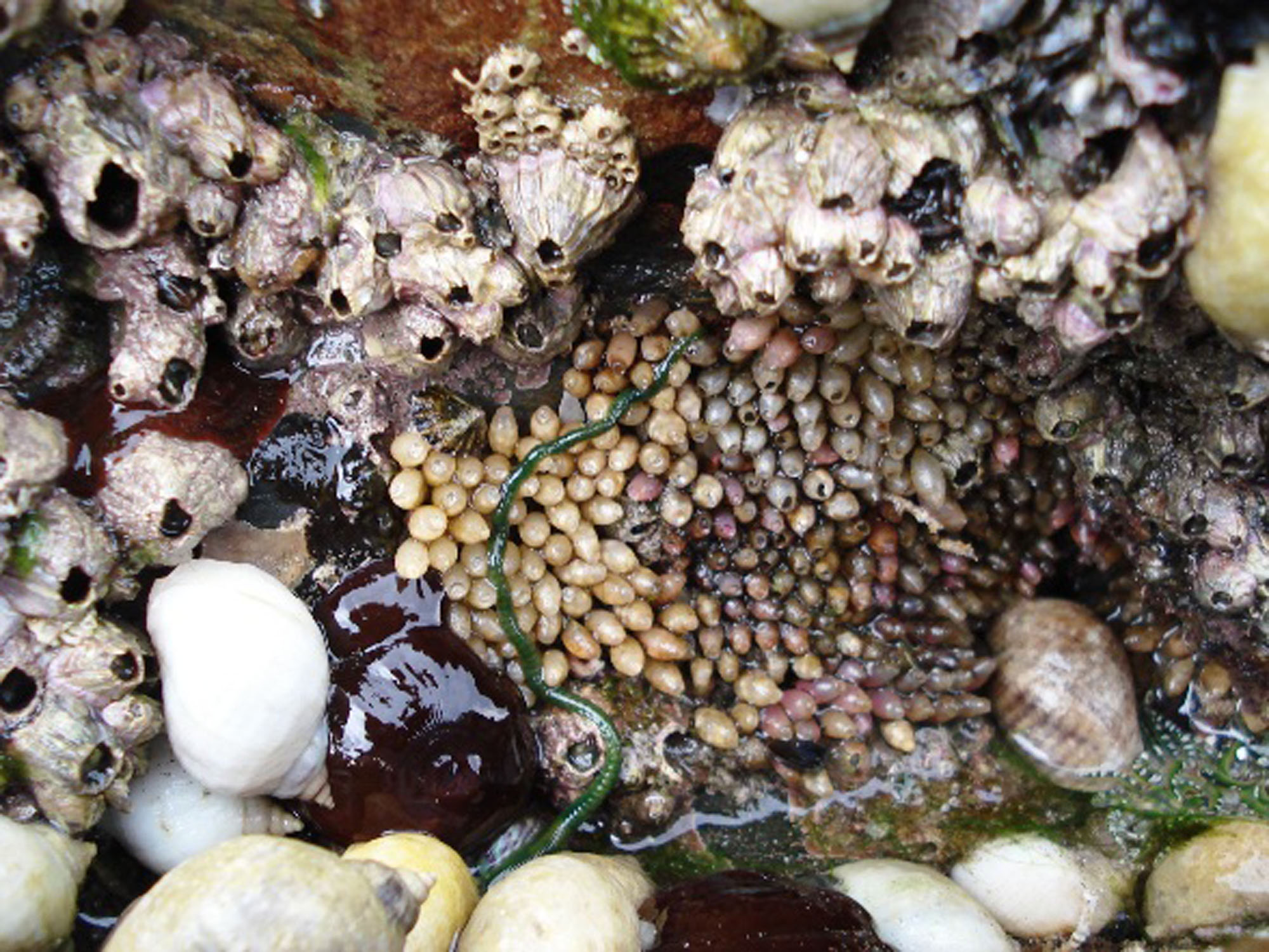 Whelks – UK Fossil Collecting