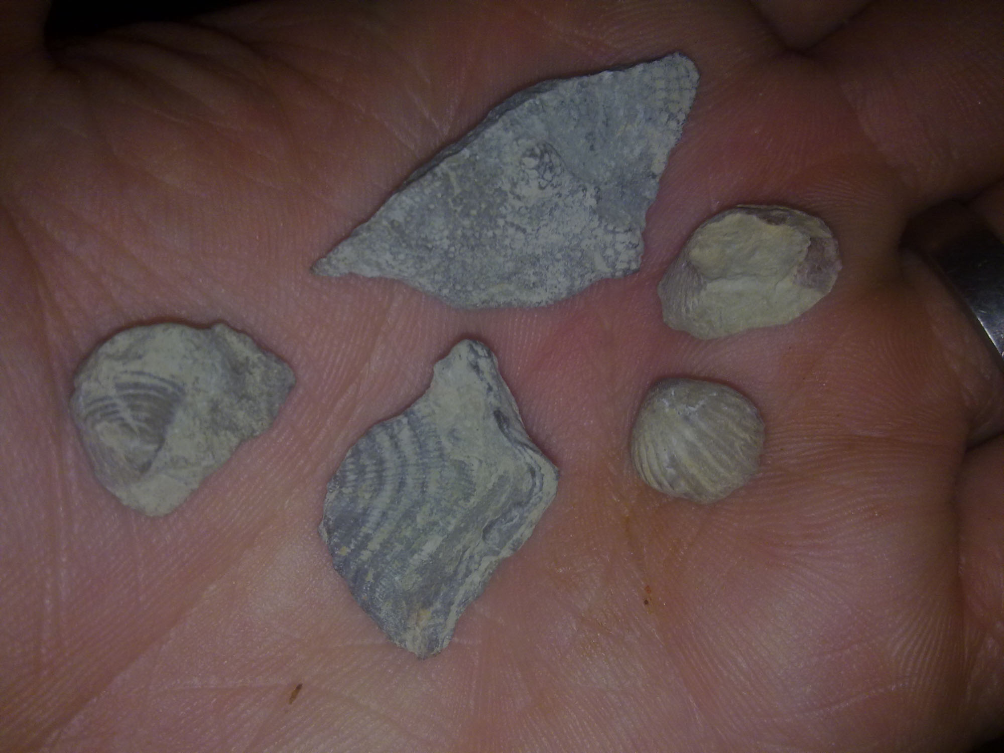 UK Fossil Collecting