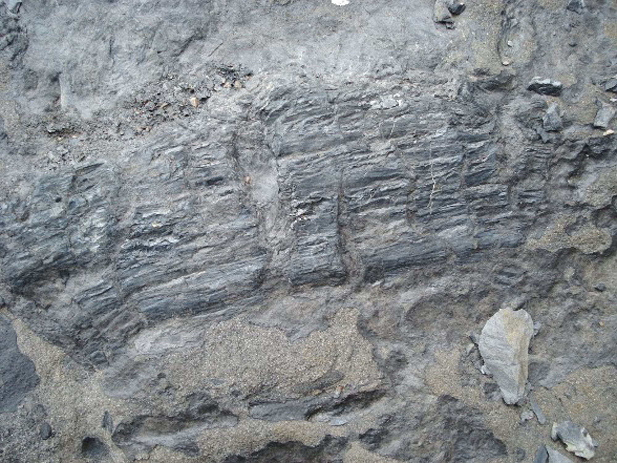 Piece of sandstone with wood fossil – UK Fossil Collecting