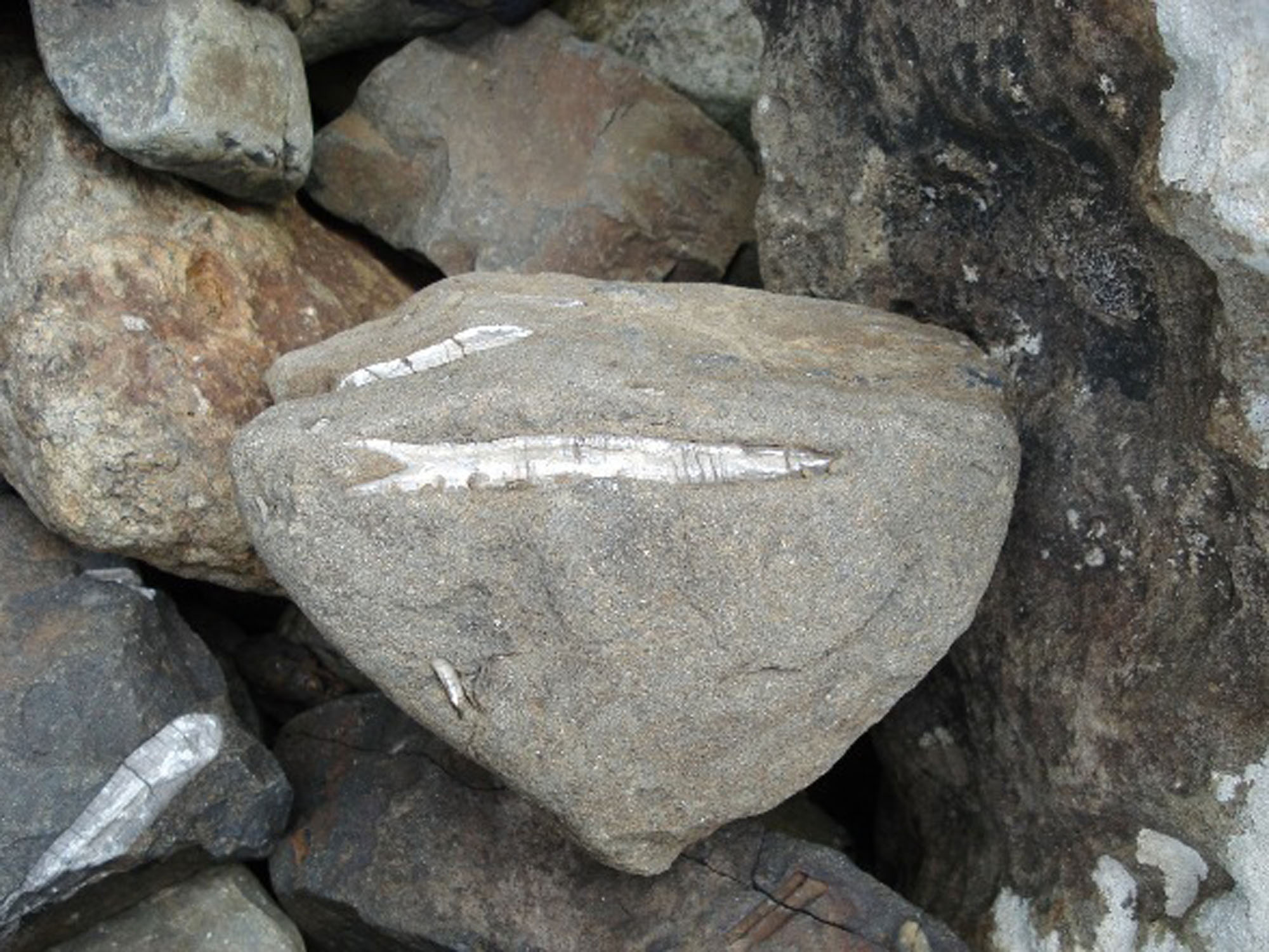 Belemnite in rock – UK Fossil Collecting