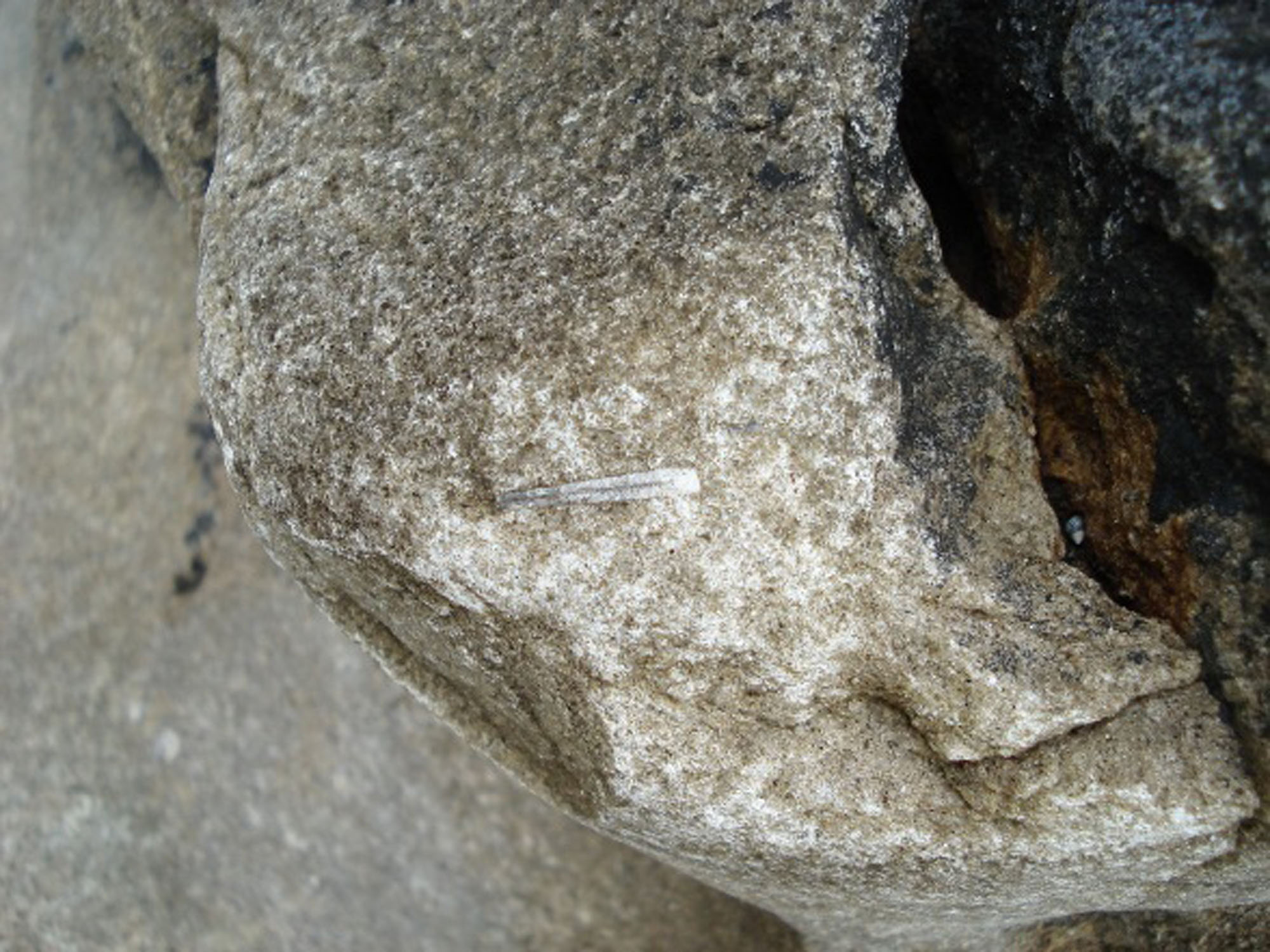 Belemnite ts – UK Fossil Collecting