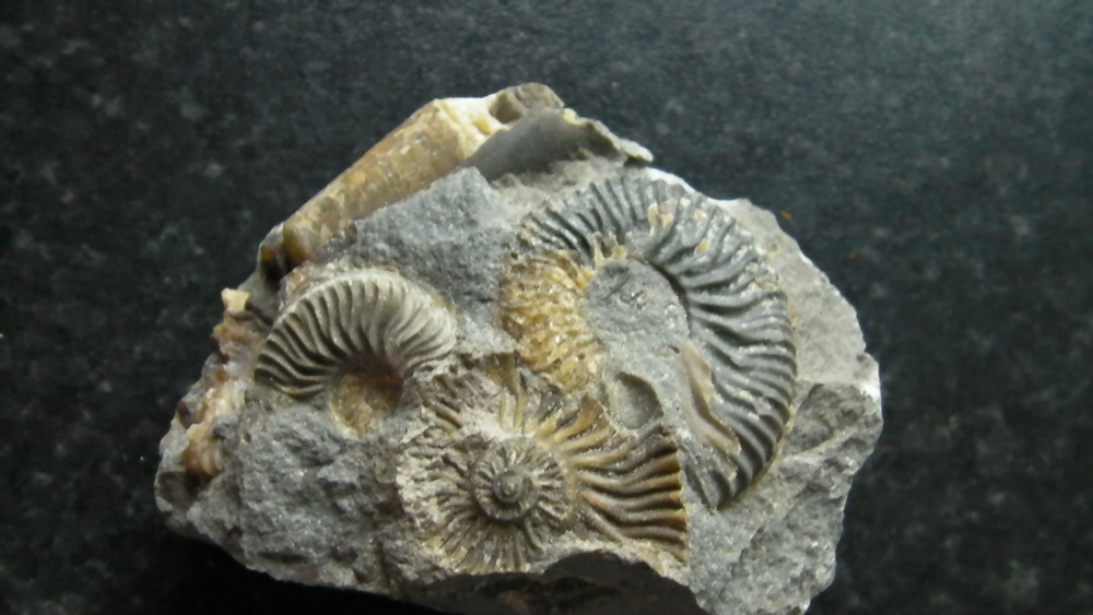 Belemnite phragmacone and more Ludwigia ammonites. – UK Fossil Collecting
