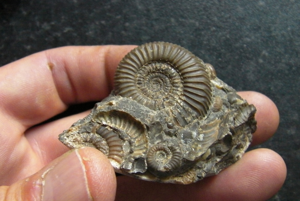 Catacoeloceras from Toarcian stage. – UK Fossil Collecting