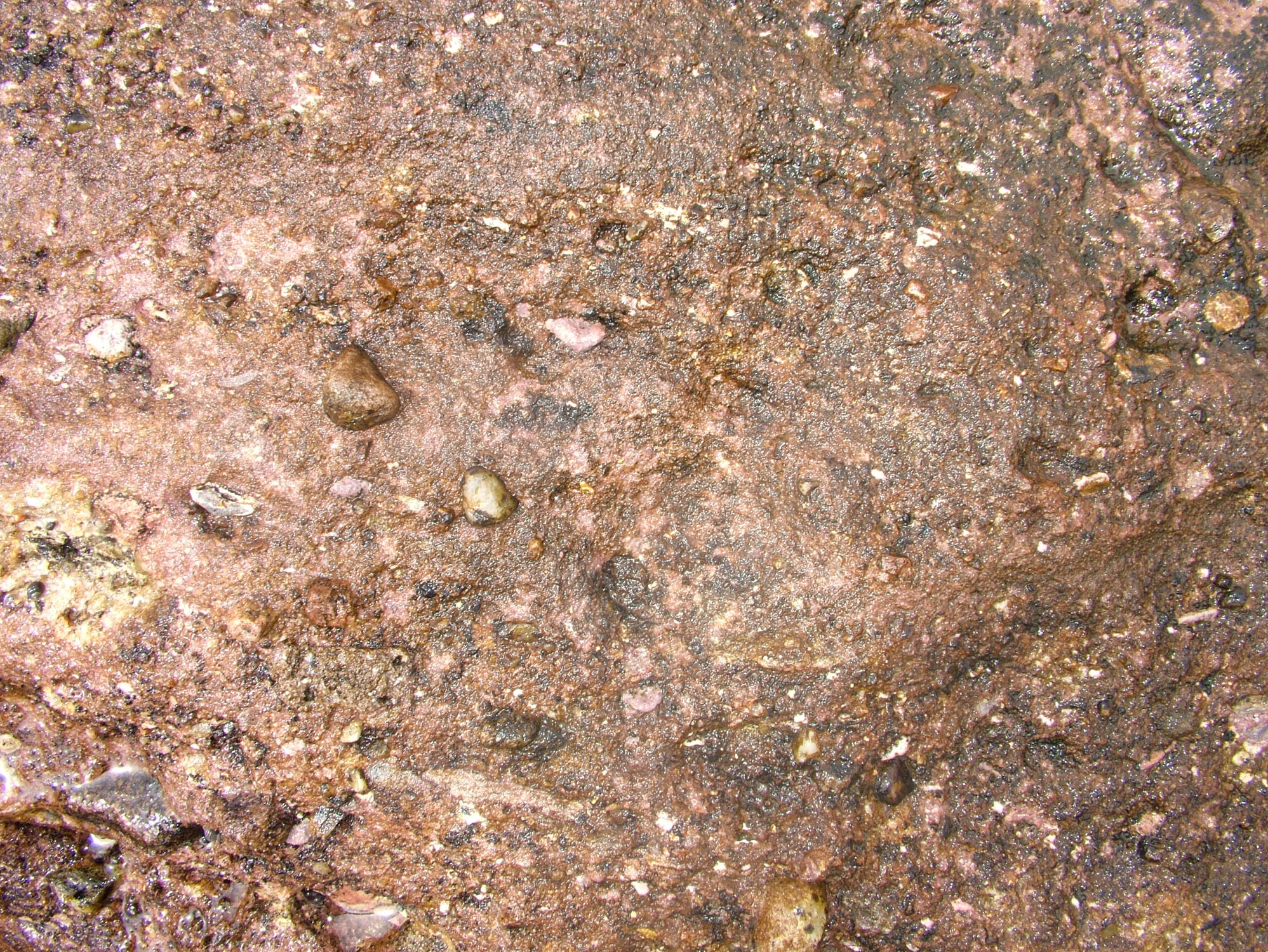 - Fossil Collecting Guide (UK Fossils)