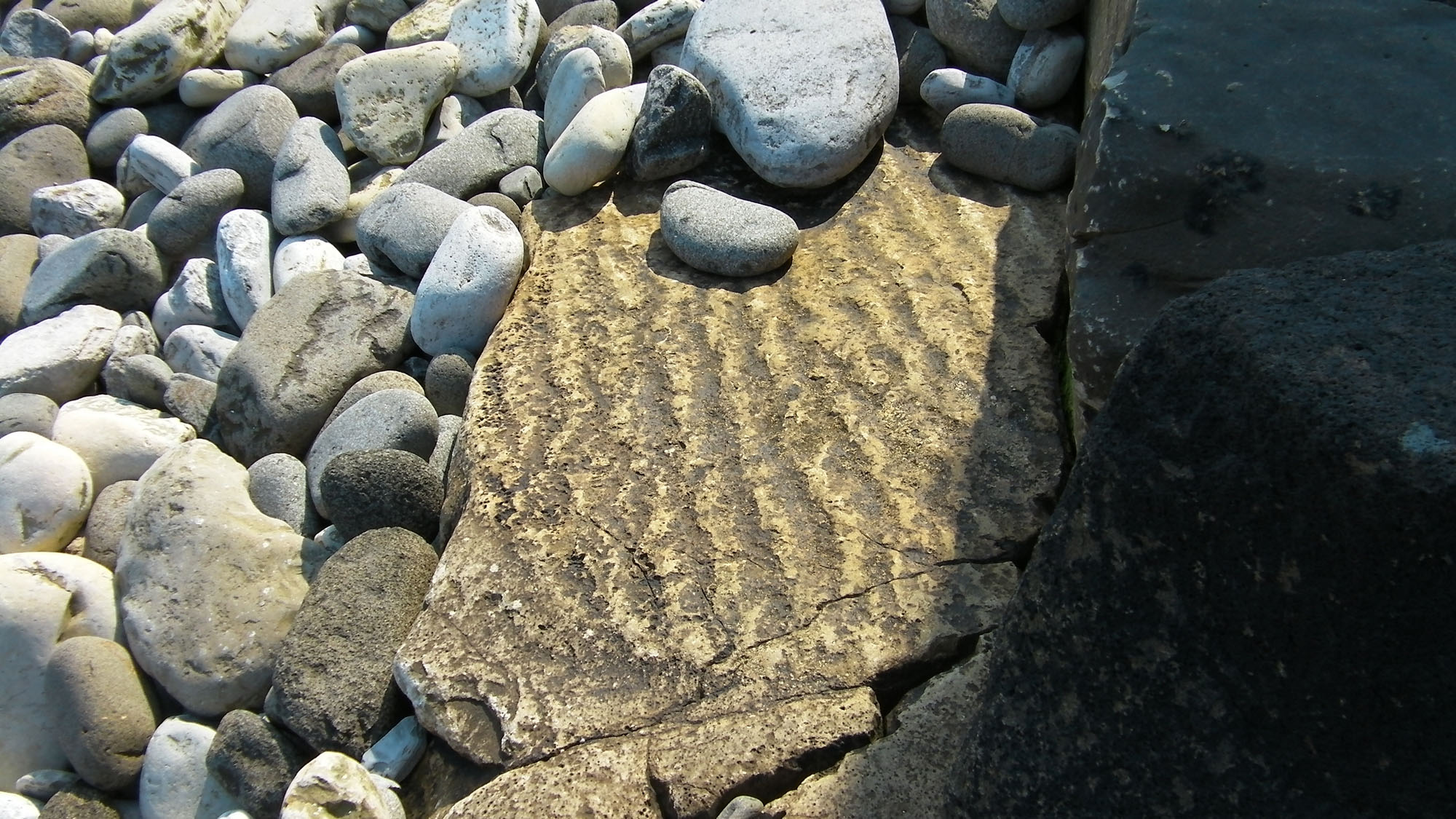 UK Fossil Collecting